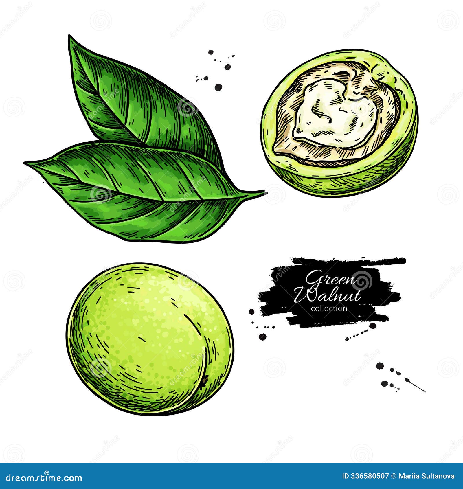 Green Walnut Set Drawing. Hand-drawn Vector Illustration ...