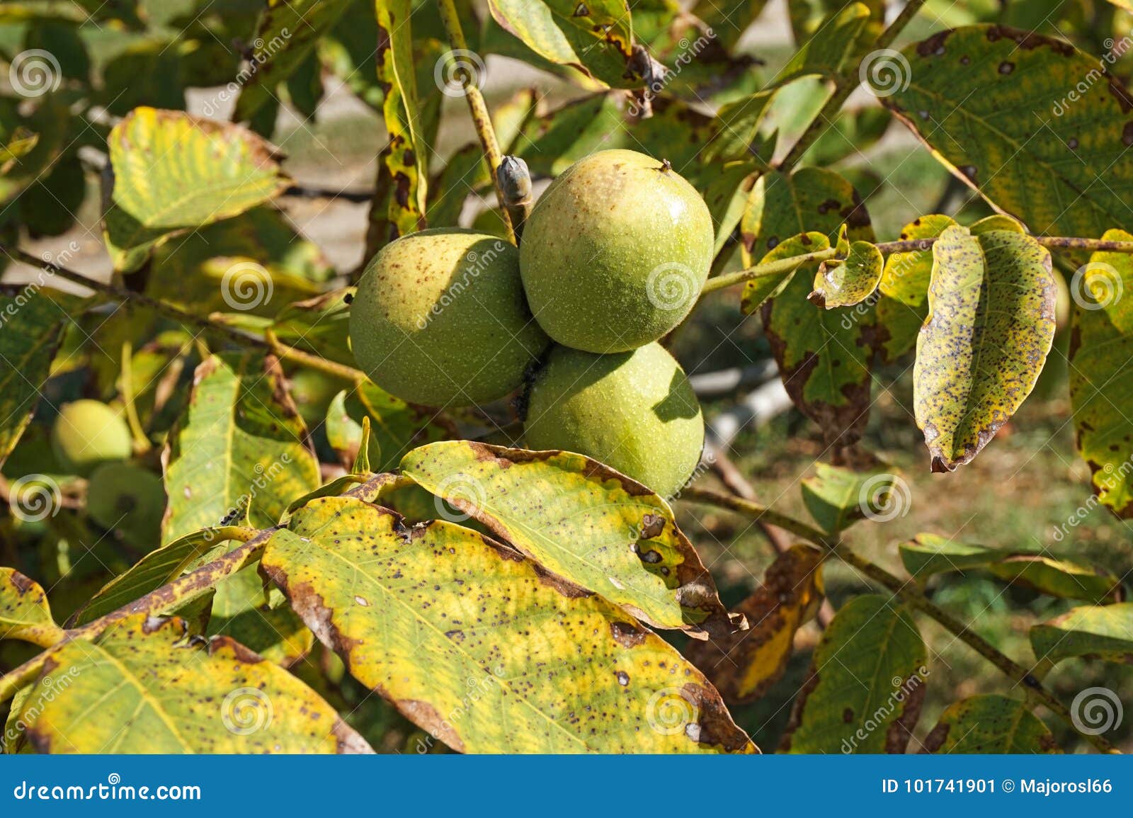Green Walnut in the Tree in Autumn Stock Image - Image of outdoors ...