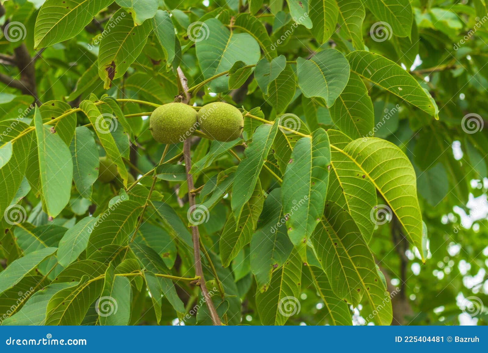 Green Walnut on Tree Branch Stock Image - Image of healthy, orchard ...