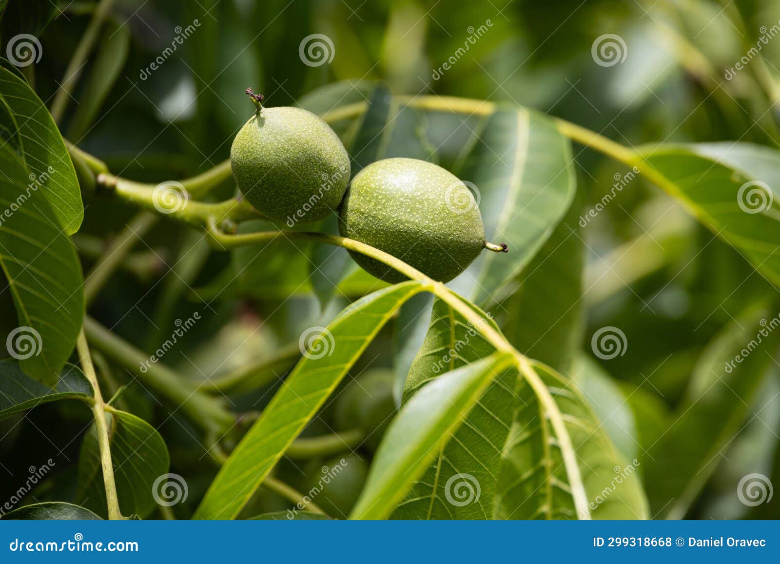 Green Walnut on Tree, Fruit Detail with Leaves on Background Stock ...