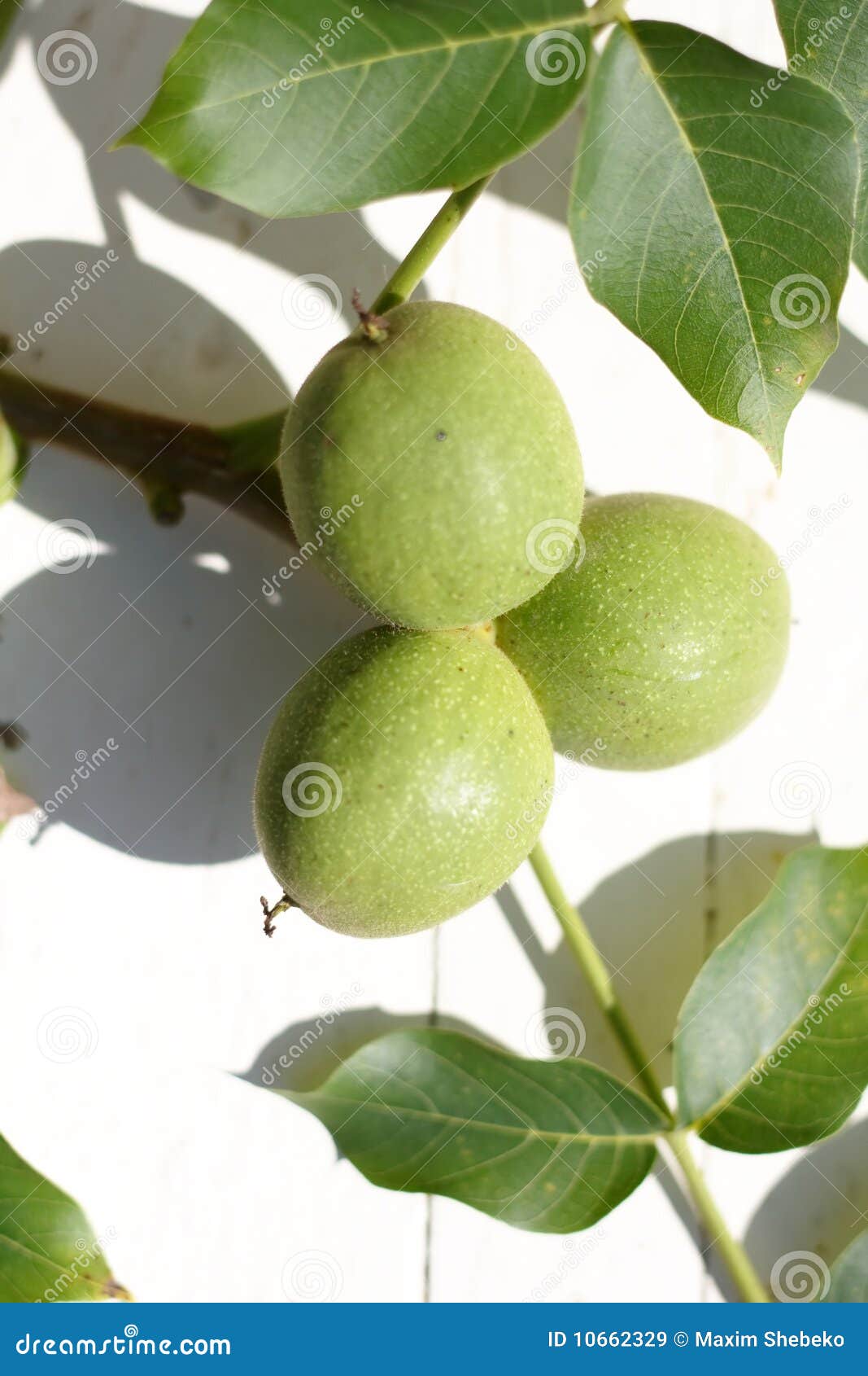 Green walnuts stock image. Image of length, grow, natural - 10662329