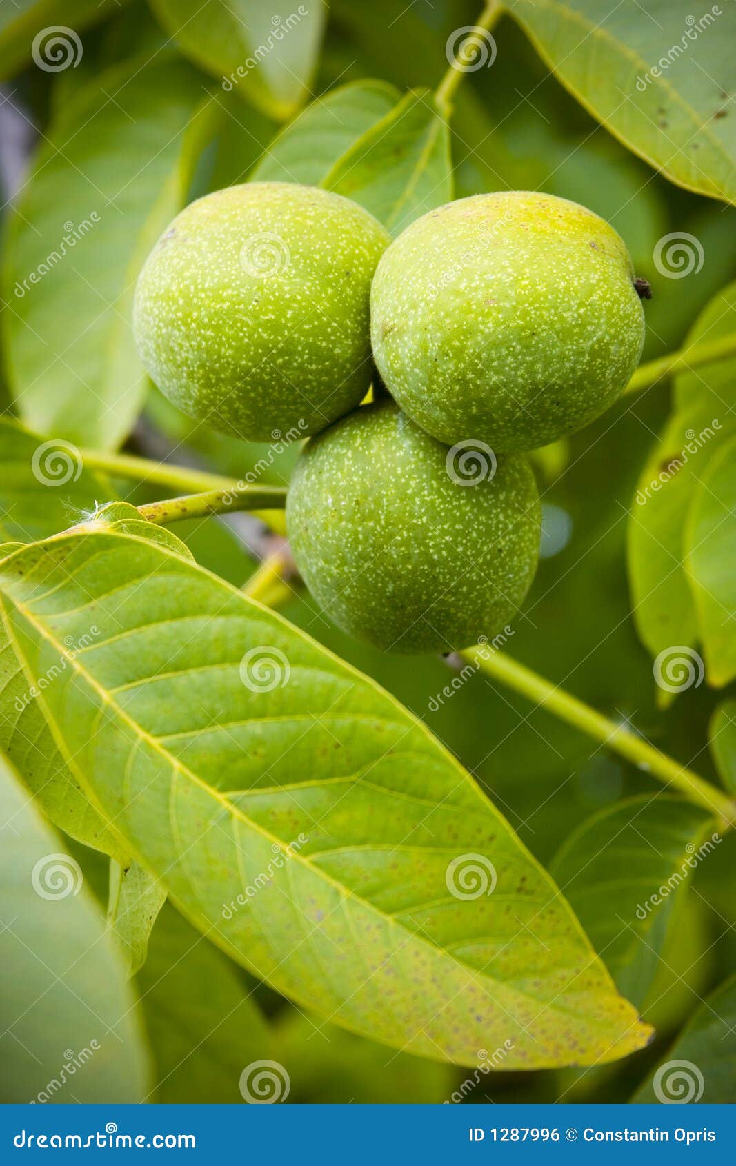 Green walnuts stock photo. Image of closeup, object, horticultural ...