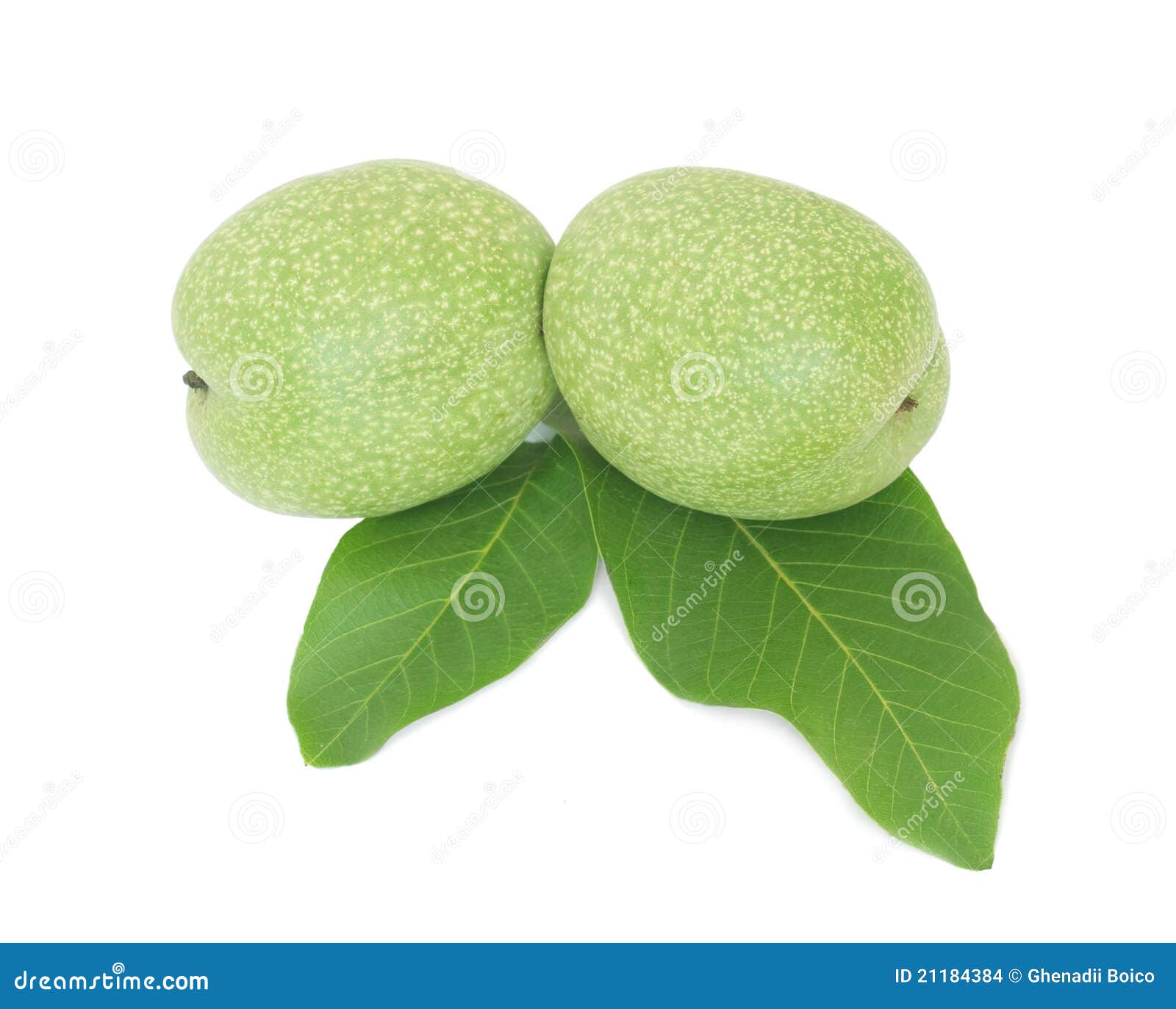 Green walnuts stock photo. Image of seasonal, closeup - 21184384