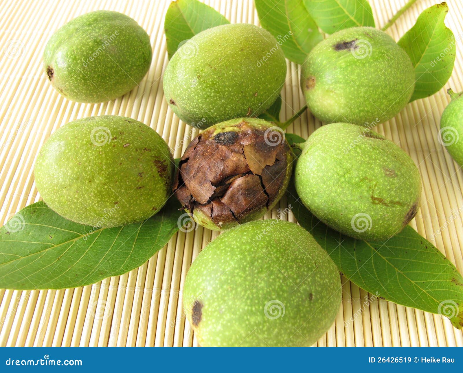 Green walnuts stock image. Image of paint, juglans, hull - 26426519