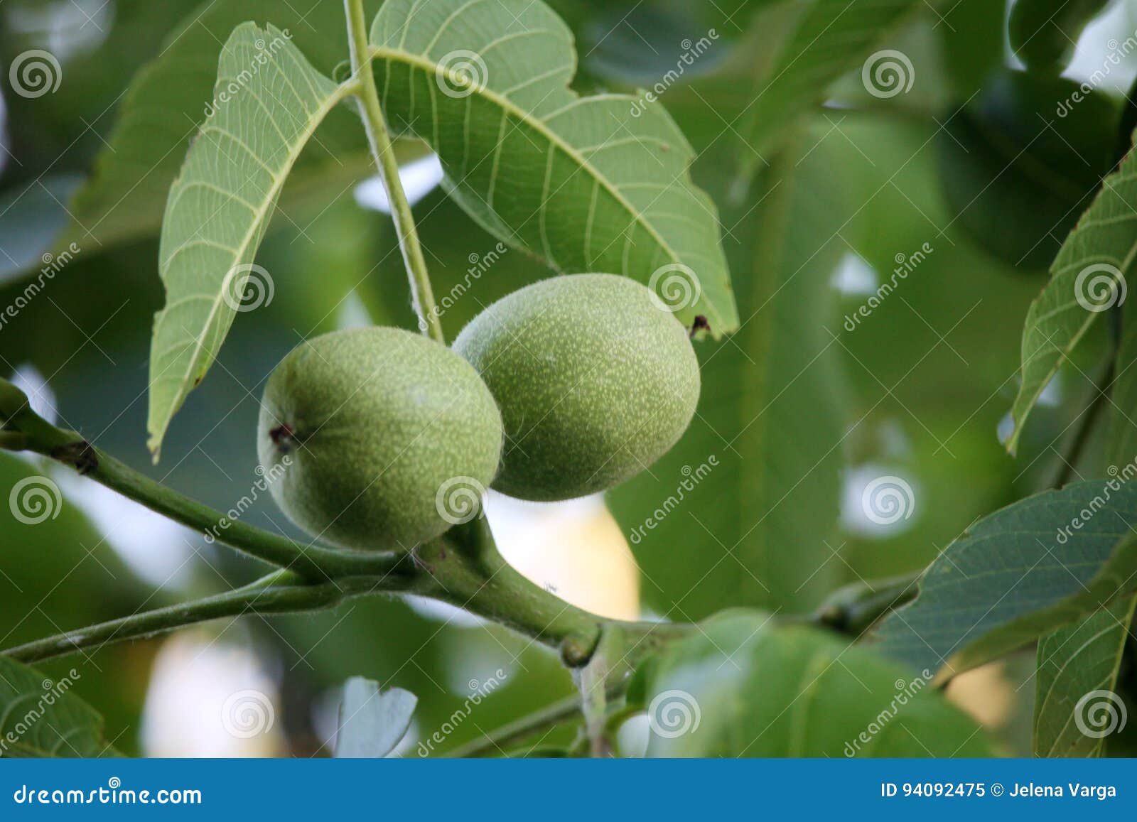 Green walnuts on branch stock image. Image of cultivated - 94092475