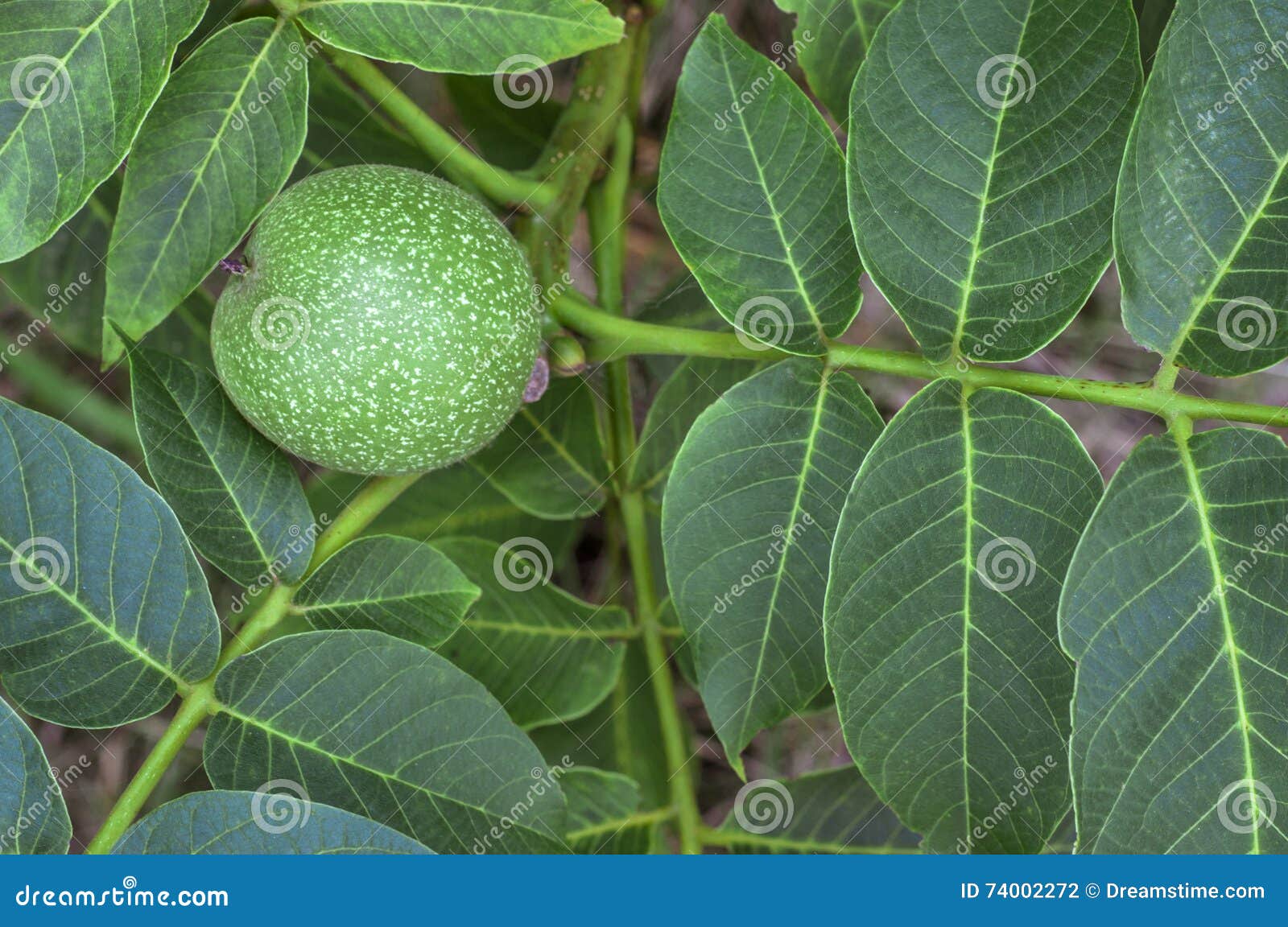 Green walnuts branch stock photo. Image of summer, healthy - 74002272
