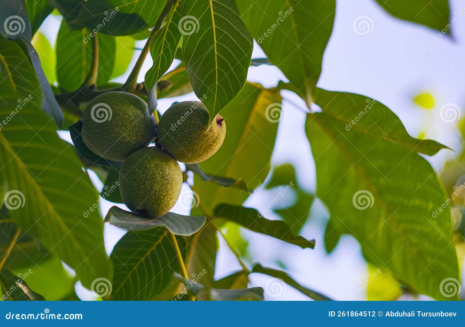 Green Walnuts on the Branches of a Walnut Tree Stock Photo - Image of ...