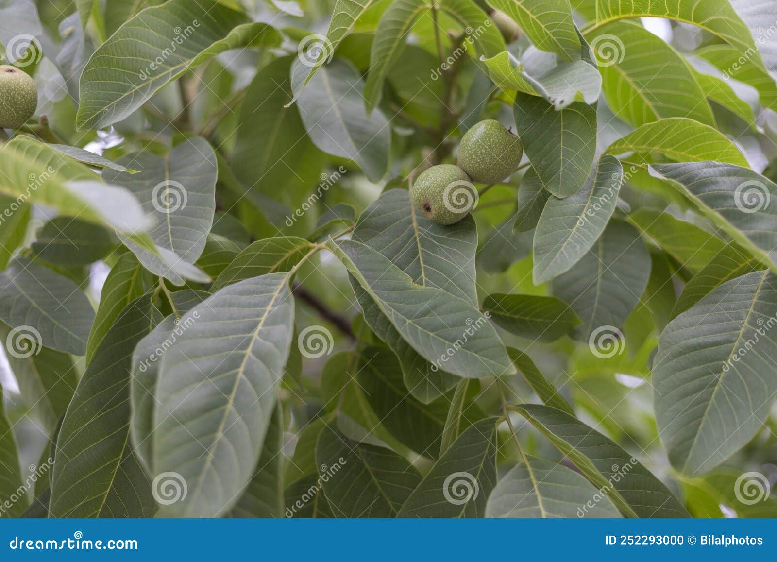 Green Walnuts with Green Shell on a Walnut Tree Stock Photo - Image of ...