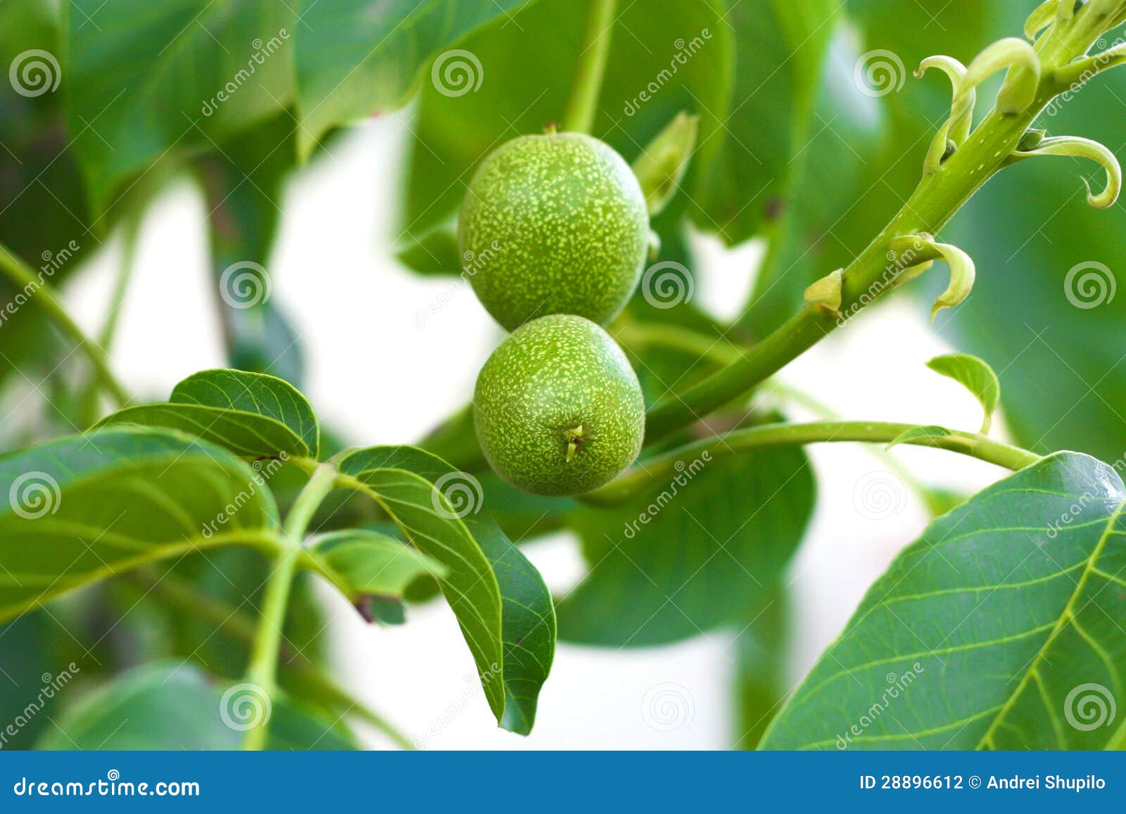 Green Walnuts Growing on a Tree Stock Photo - Image of closeup, harvest ...