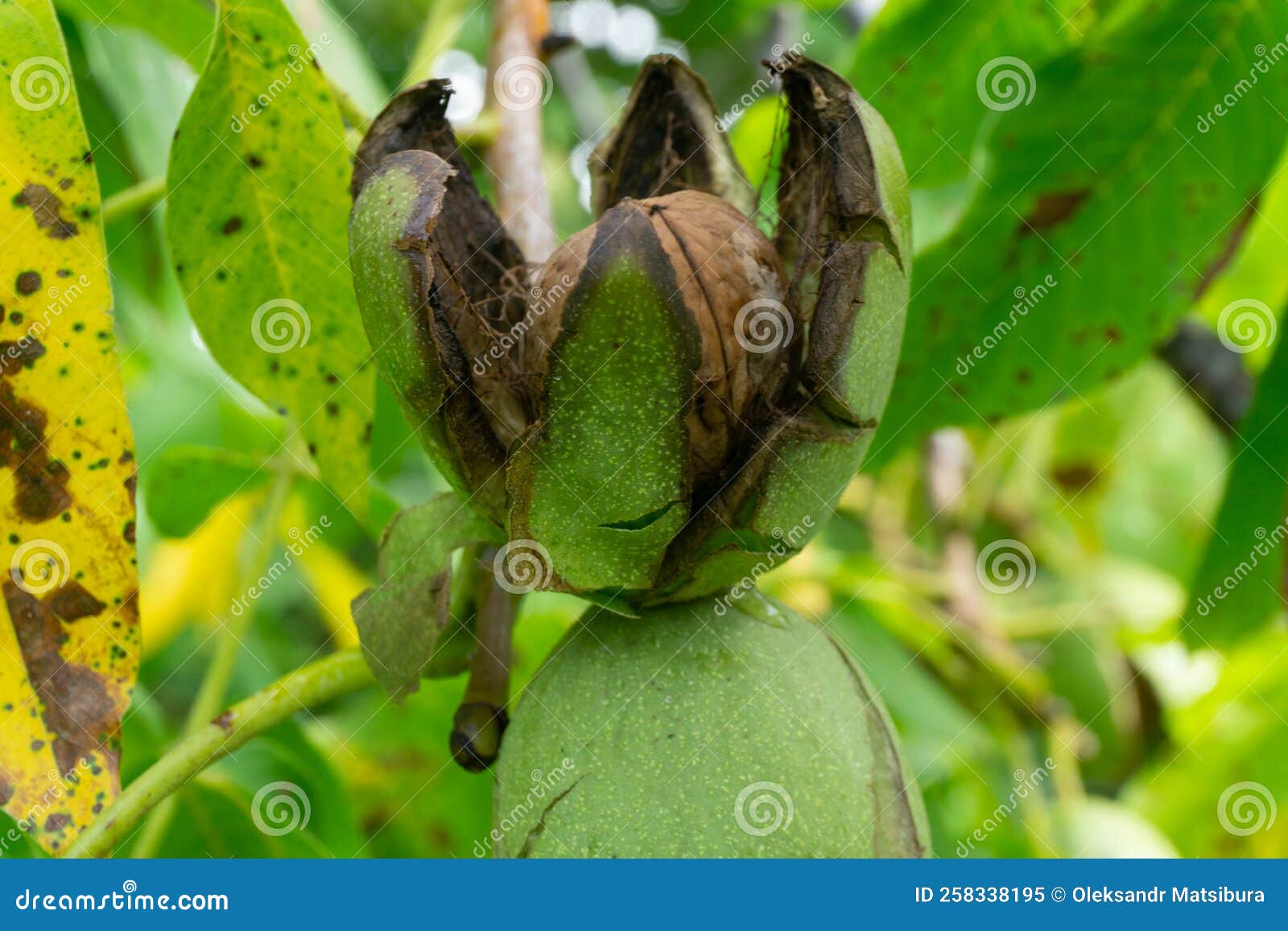 Green Walnuts Growing on a Tree. Stock Image - Image of season ...