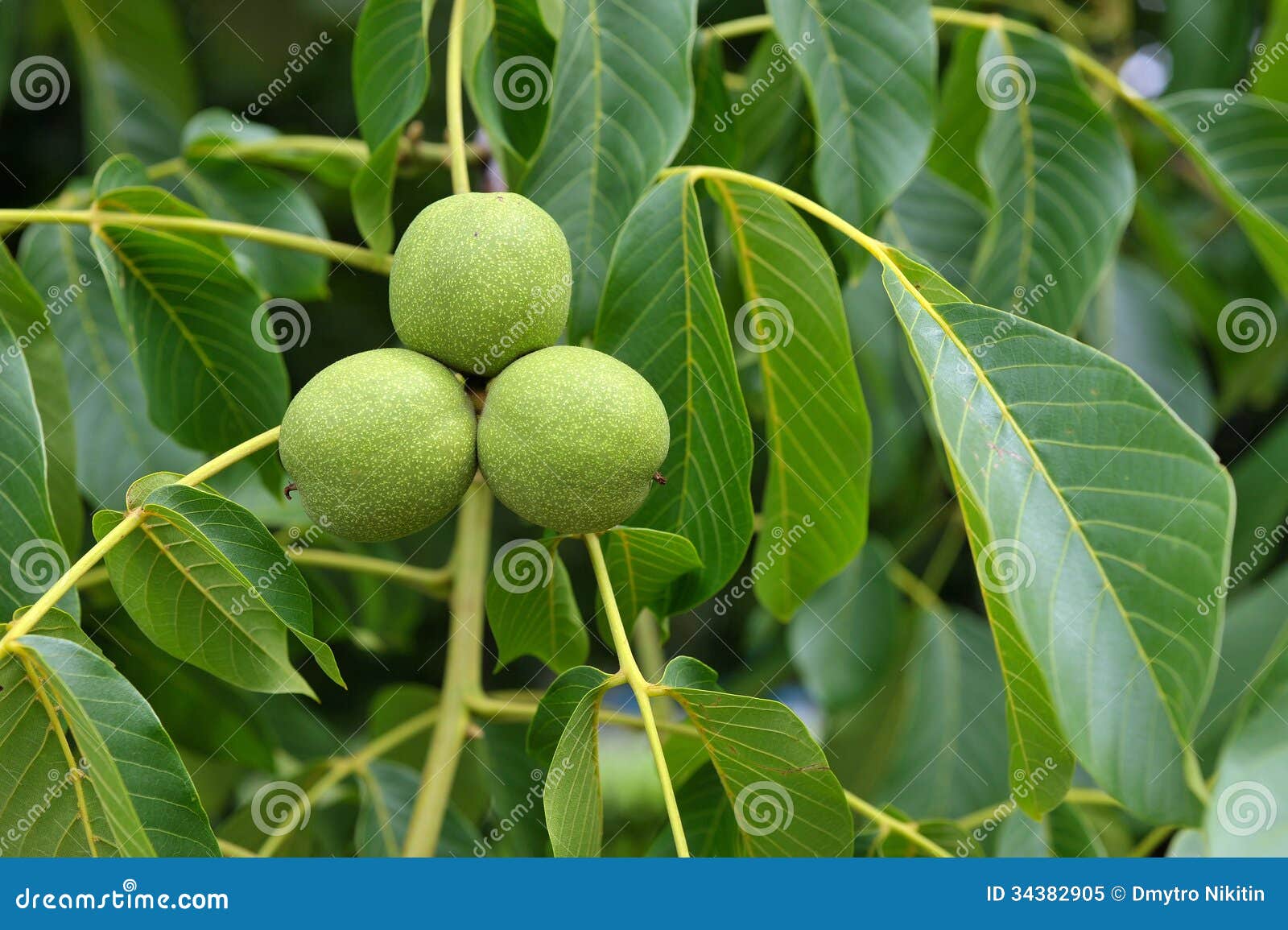 Green Walnuts Growing on a Tree Stock Image - Image of cultivated ...