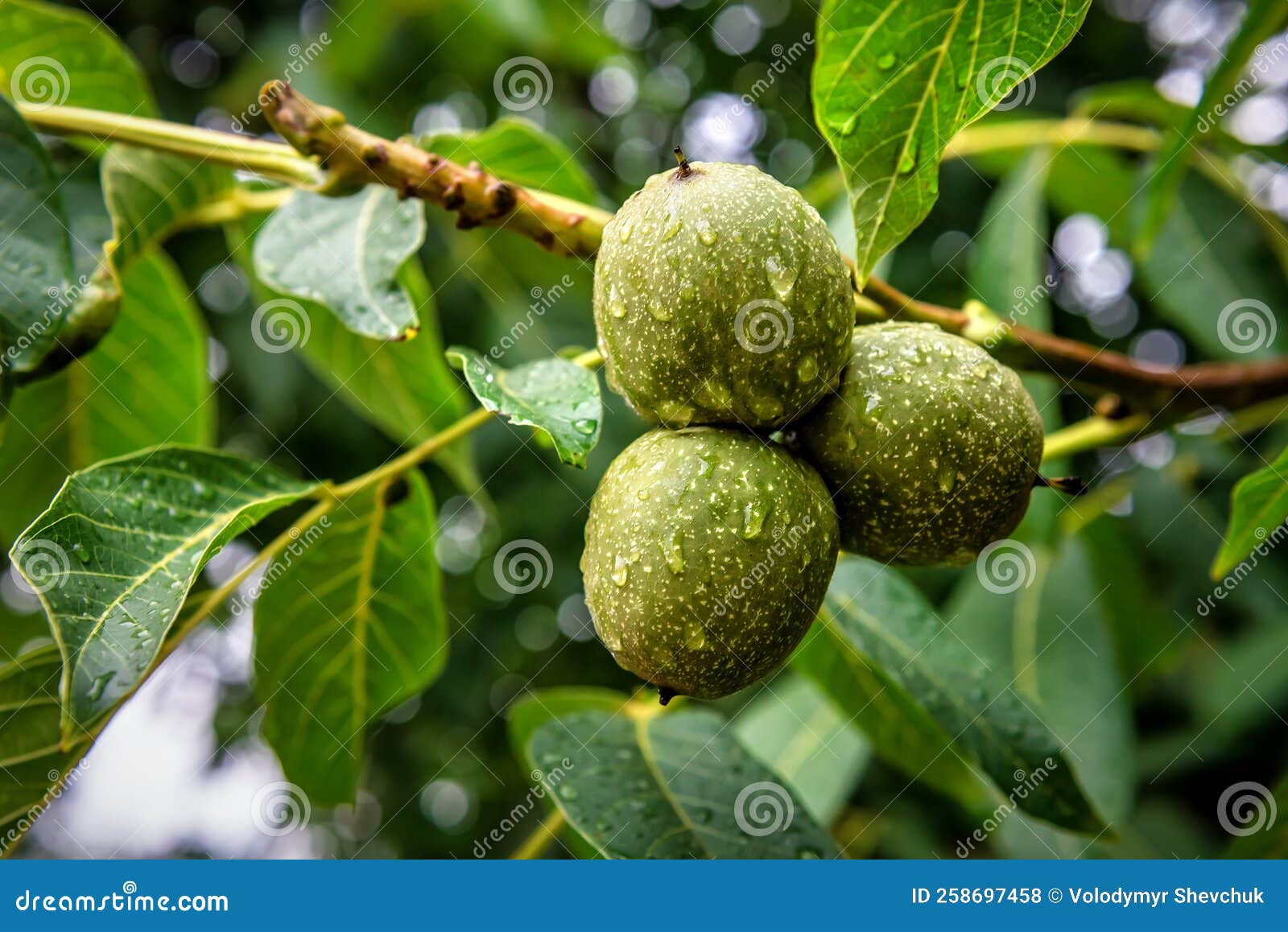 Green Walnuts Growing on a Tree, Close Up Stock Photo - Image of garden ...