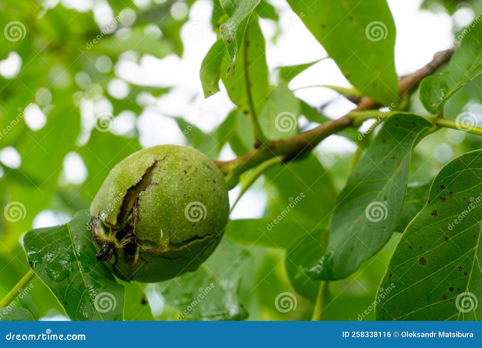 Green Walnuts Growing on a Tree. Stock Photo - Image of tree, ripe ...