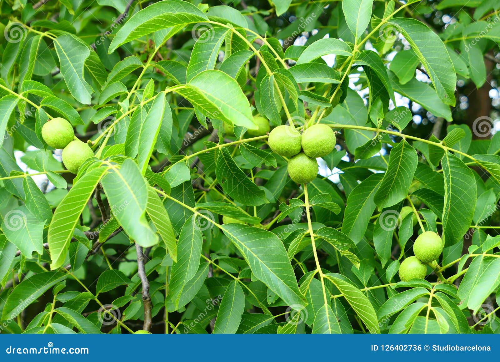 Green walnuts on tree stock photo. Image of walnut, leaves - 126402736