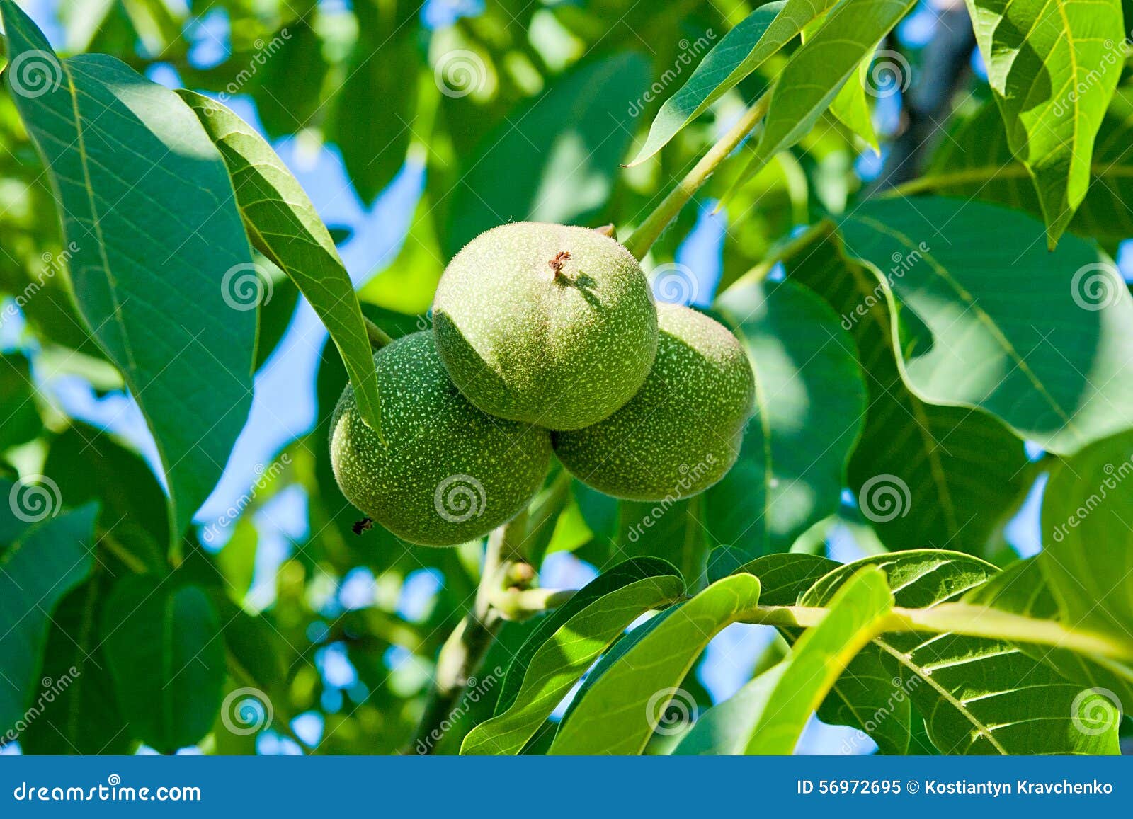 Green Walnuts are Growing on the Tree. Stock Image - Image of leaf ...