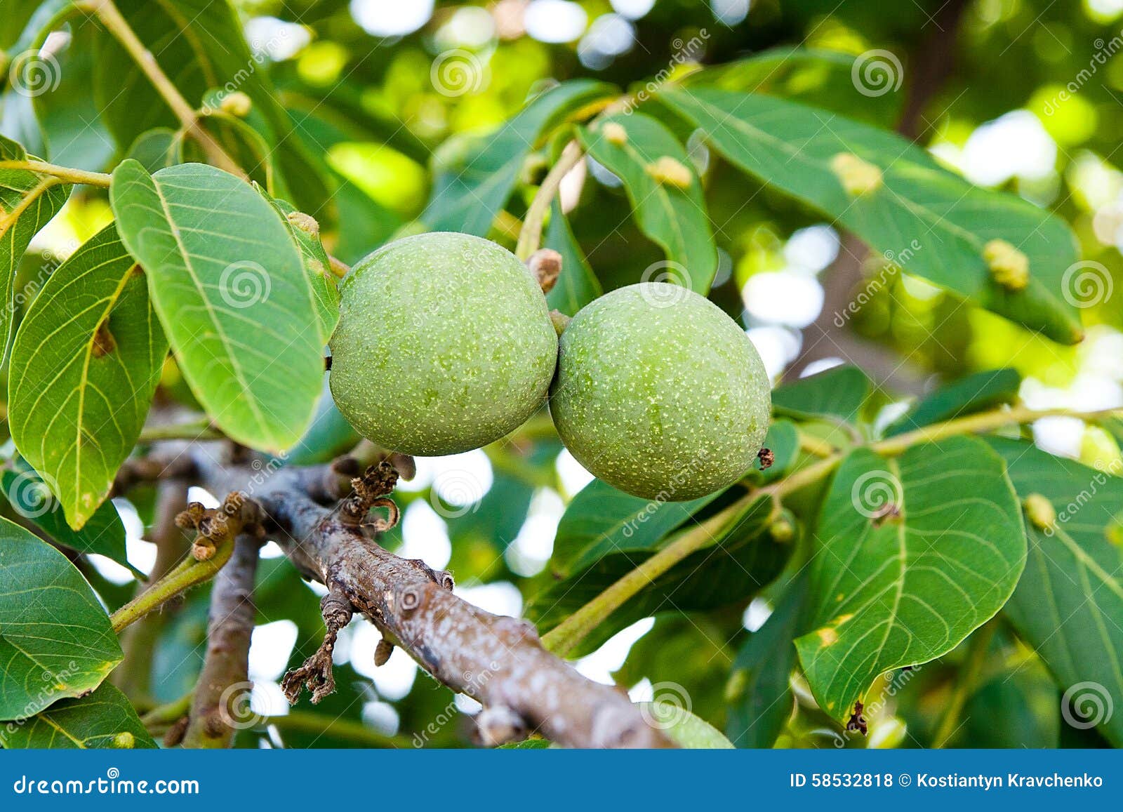 Green Walnuts are Growing on the Tree. Stock Photo - Image of ...