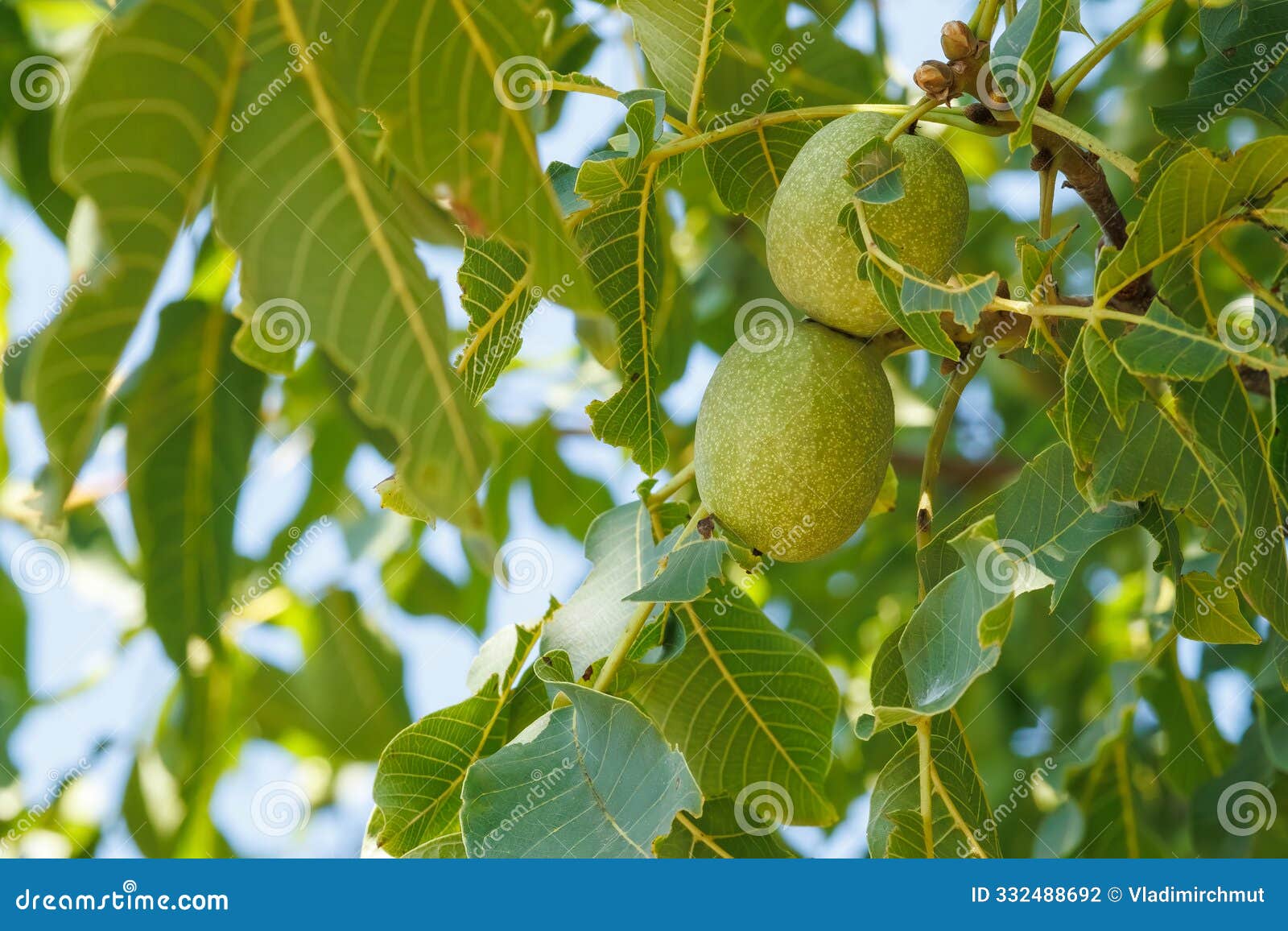 Green Walnuts Growing on a Tree. Young Walnut on the Branch in Summer ...