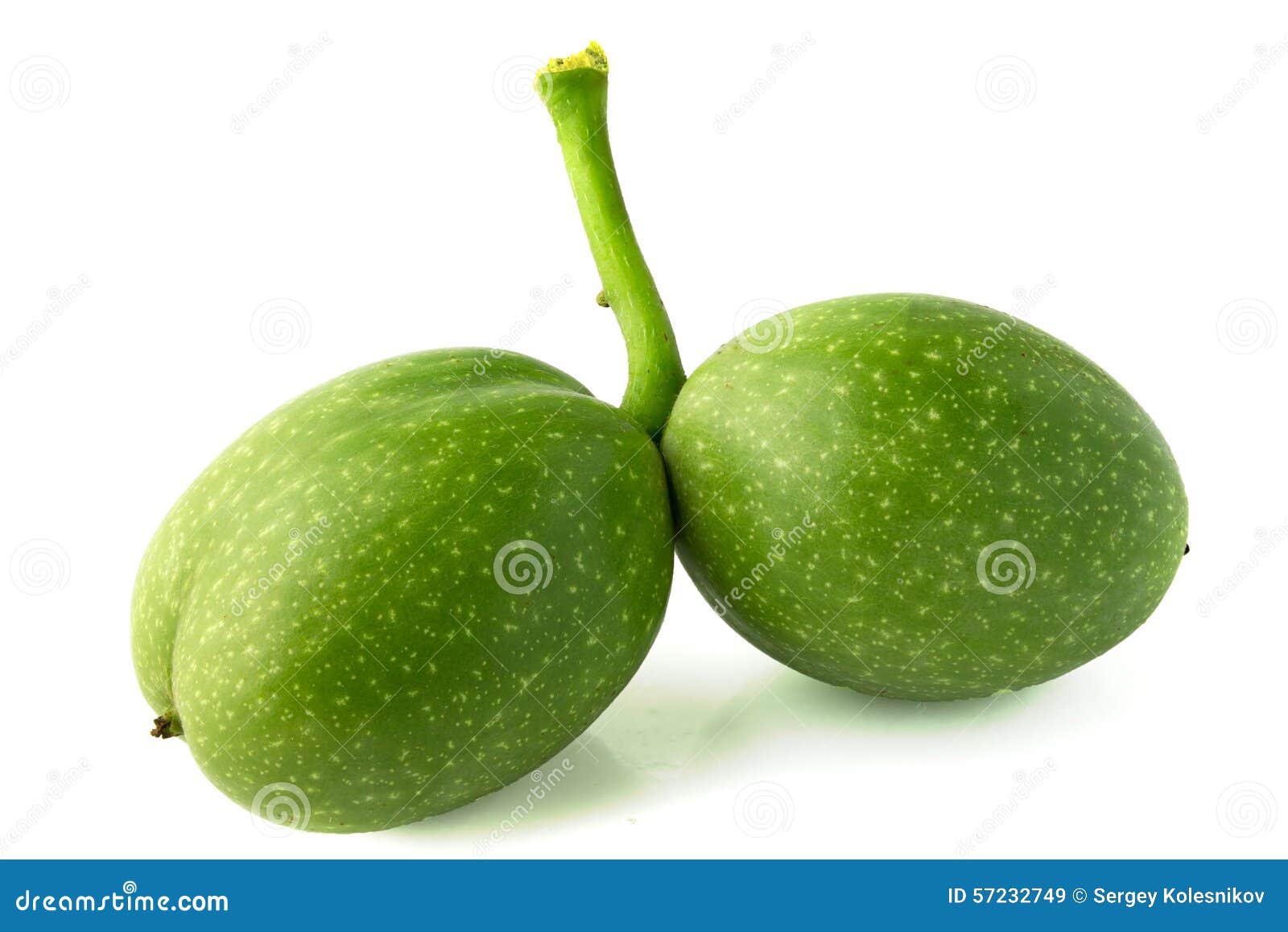 Green walnuts stock image. Image of food, tree, summer - 57232749