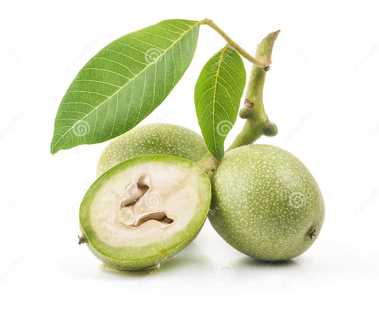 Green walnuts stock image. Image of growing, hazelnut - 285431711