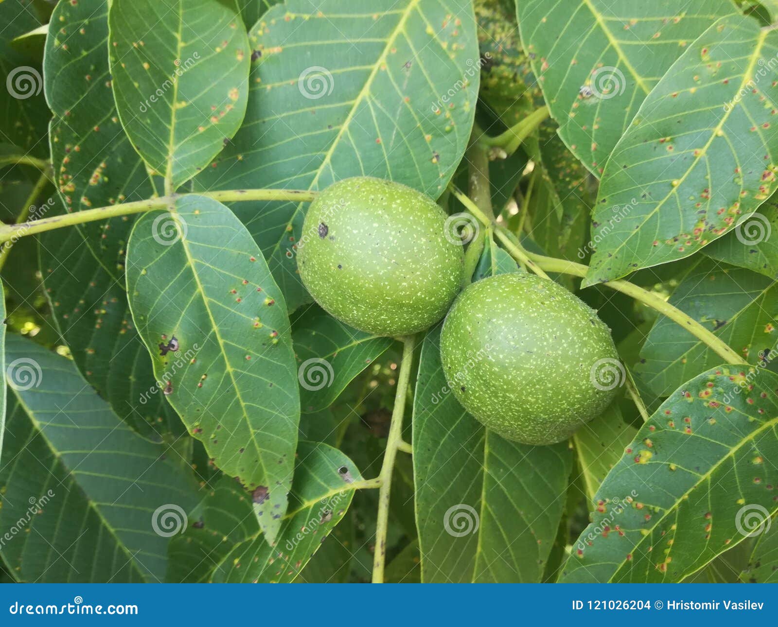 Green Walnuts Nuts Tree Leaves Stock Photo - Image of tree, walnuts ...
