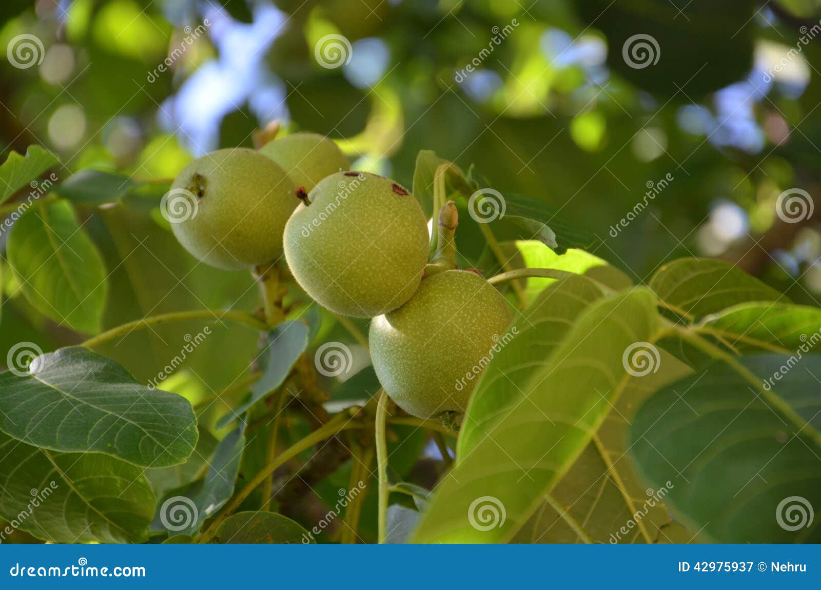 Green Walnuts stock image. Image of tree, grenoble, dinner - 42975937