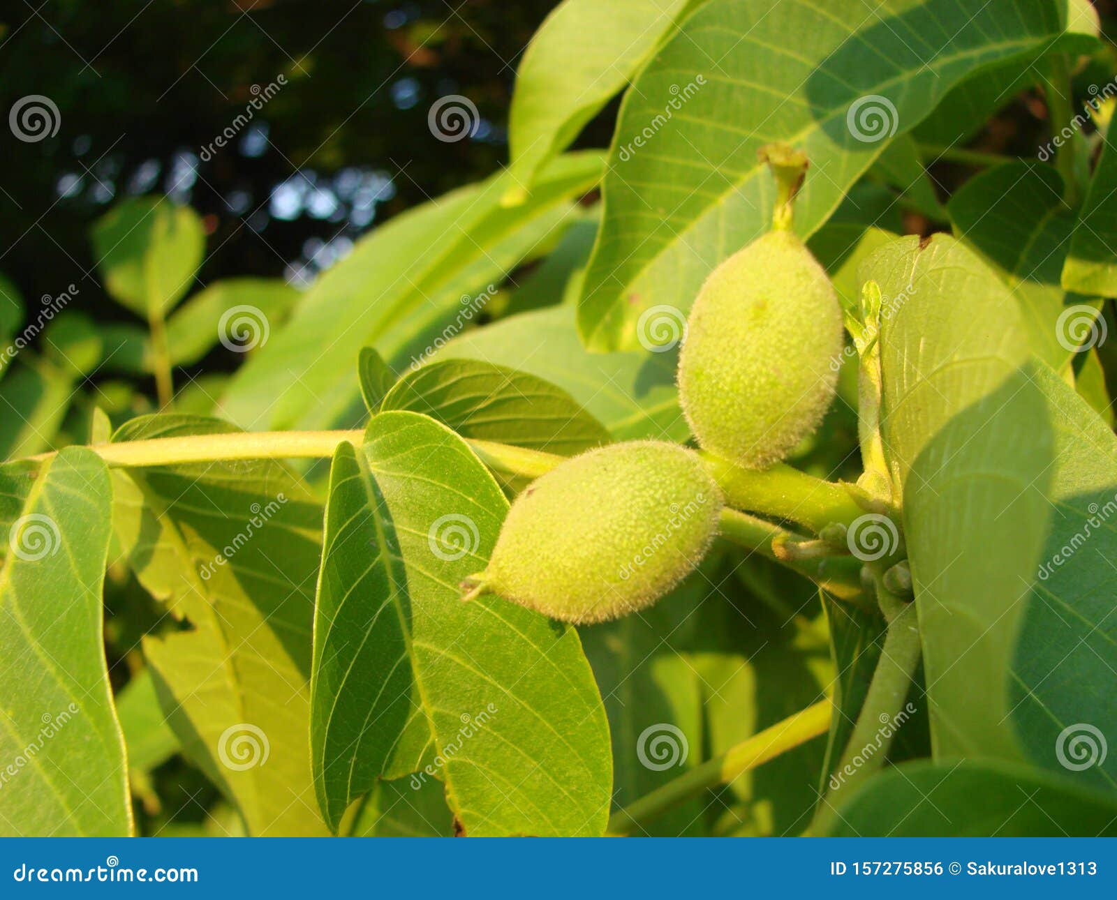 Green Walnuts from the Side on a Branch of a Walnut Tree. Copy Space ...
