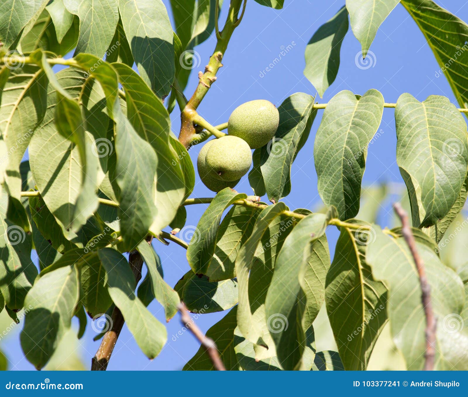 Green walnuts on the tree stock image. Image of food - 103377241