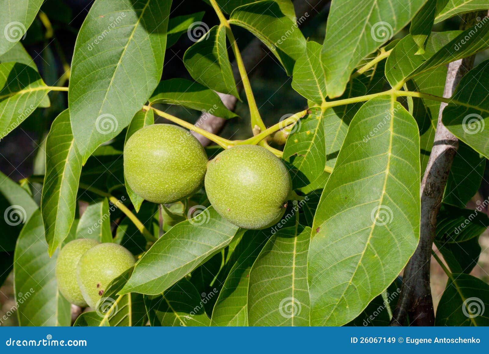 Green walnuts on the tree stock image. Image of tree - 26067149