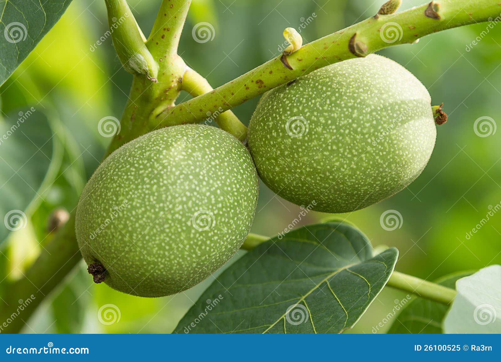 Green walnuts in the tree stock image. Image of branch - 26100525