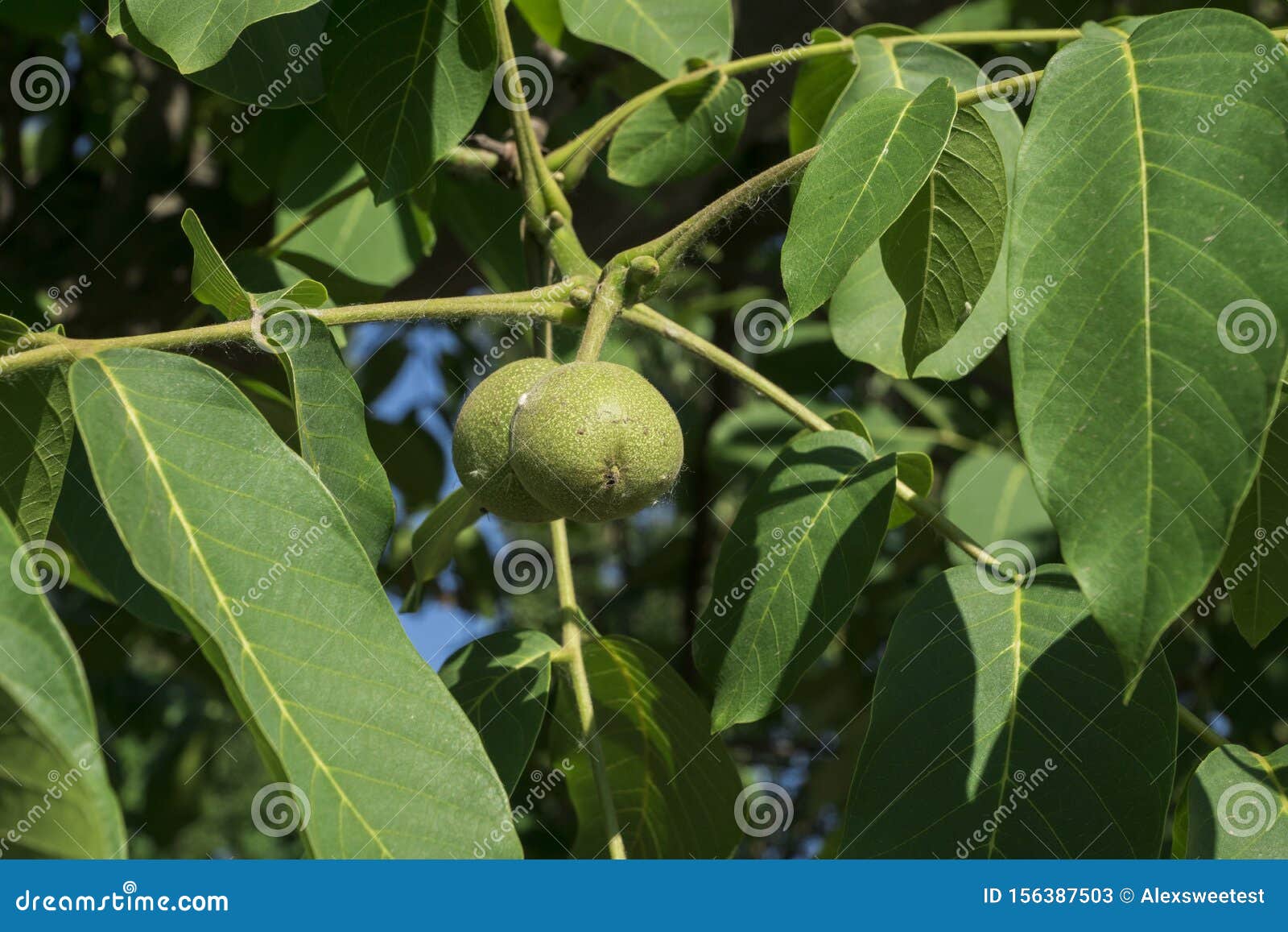 Green walnuts on a tree stock image. Image of macro - 156387503