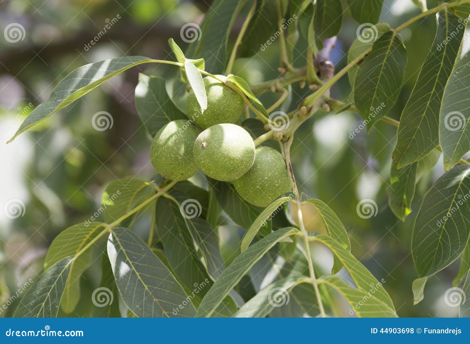 Green Walnuts on a Tree Branch Stock Photo - Image of walnut, grow ...