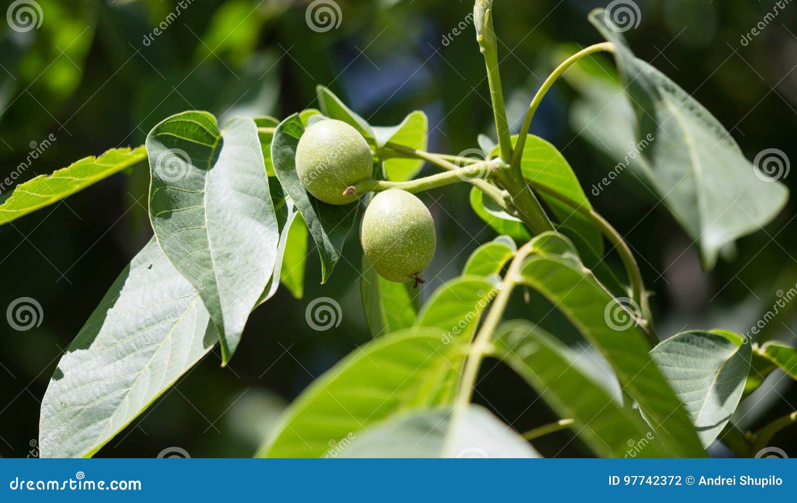 Green Walnuts on a Tree in the Nature Stock Photo - Image of plant ...