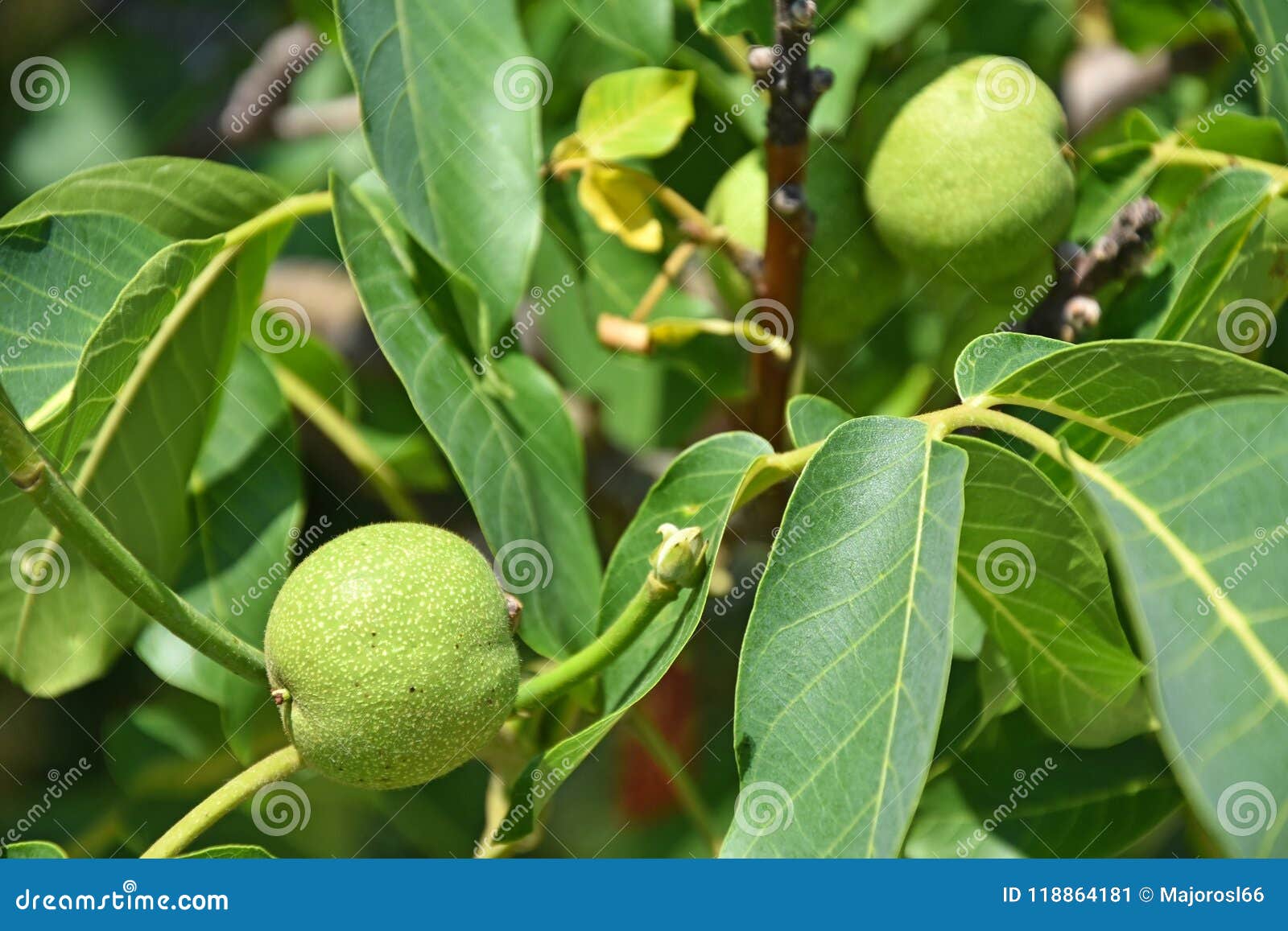 Green walnuts in the tree stock image. Image of black - 118864181
