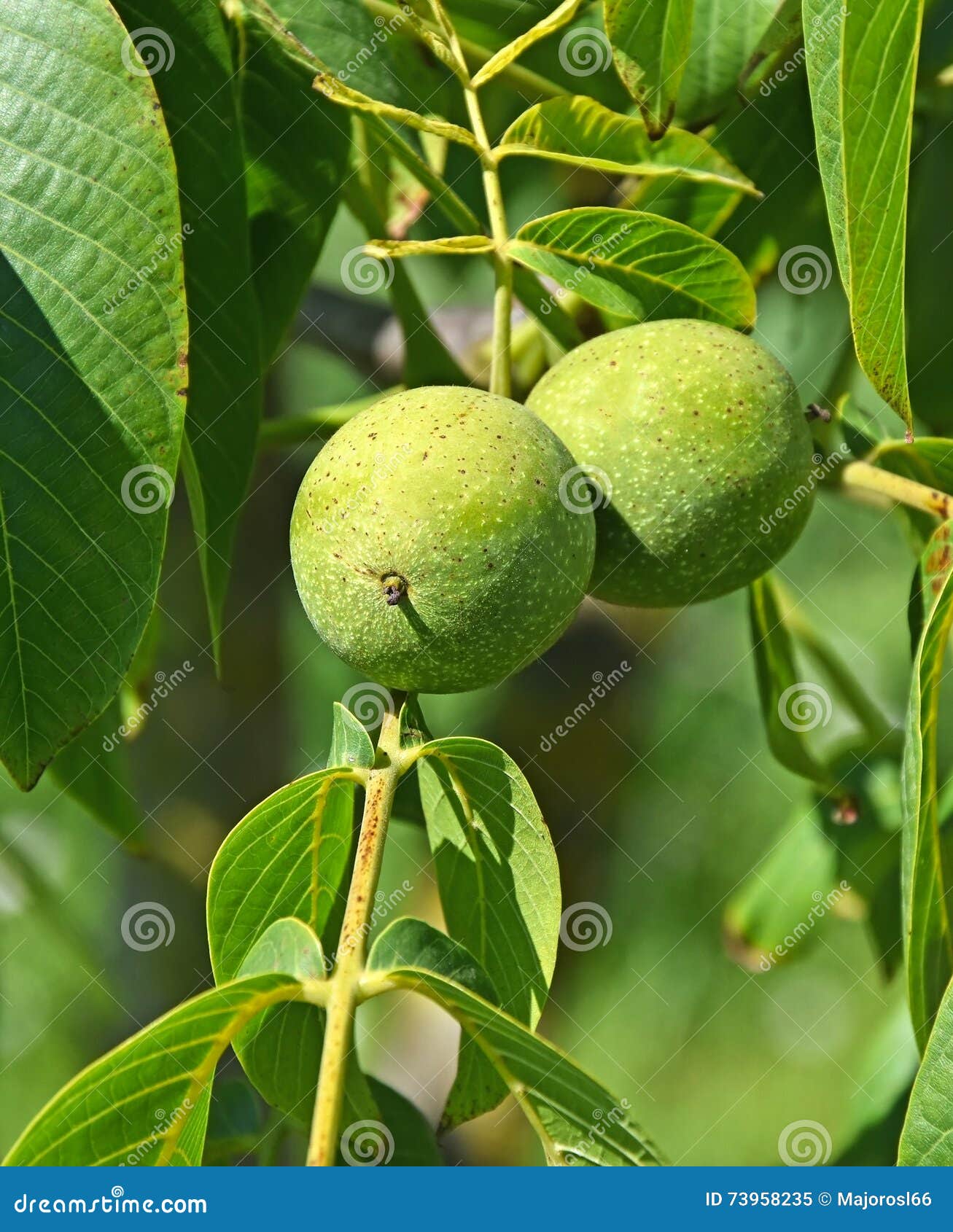 Green walnuts in the tree stock image. Image of walnuts - 73958235