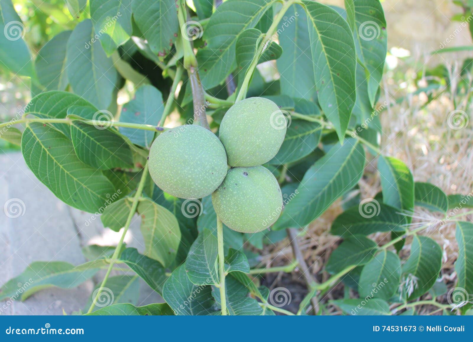 Green walnuts on the tree stock image. Image of food - 74531673