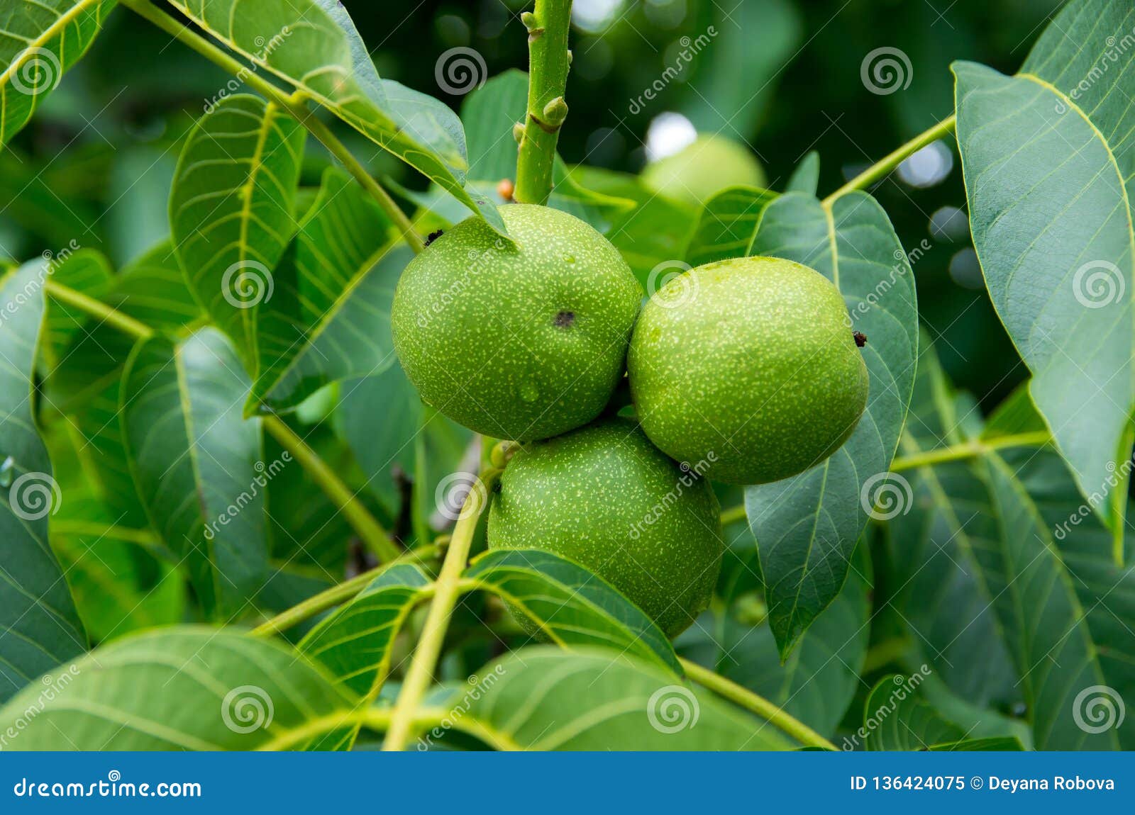 Green walnuts on tree stock image. Image of fruit, vitamin - 136424075