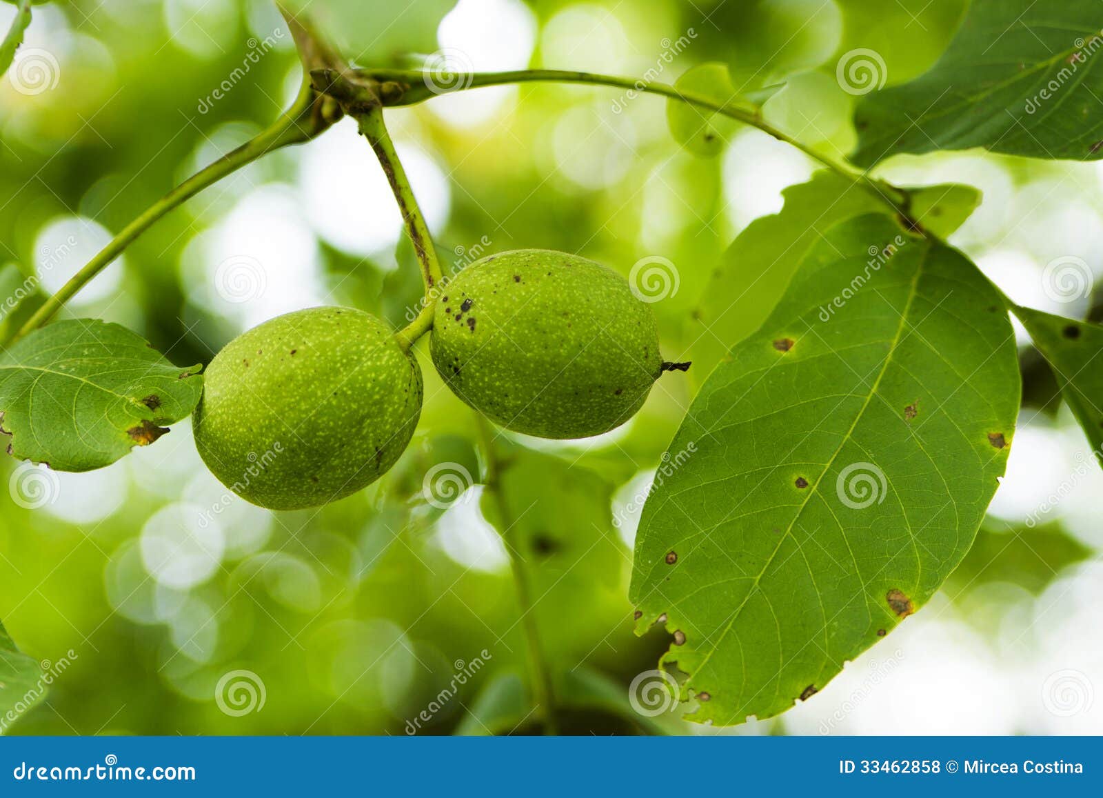 Green walnuts stock photo. Image of numerous, canada - 33462858