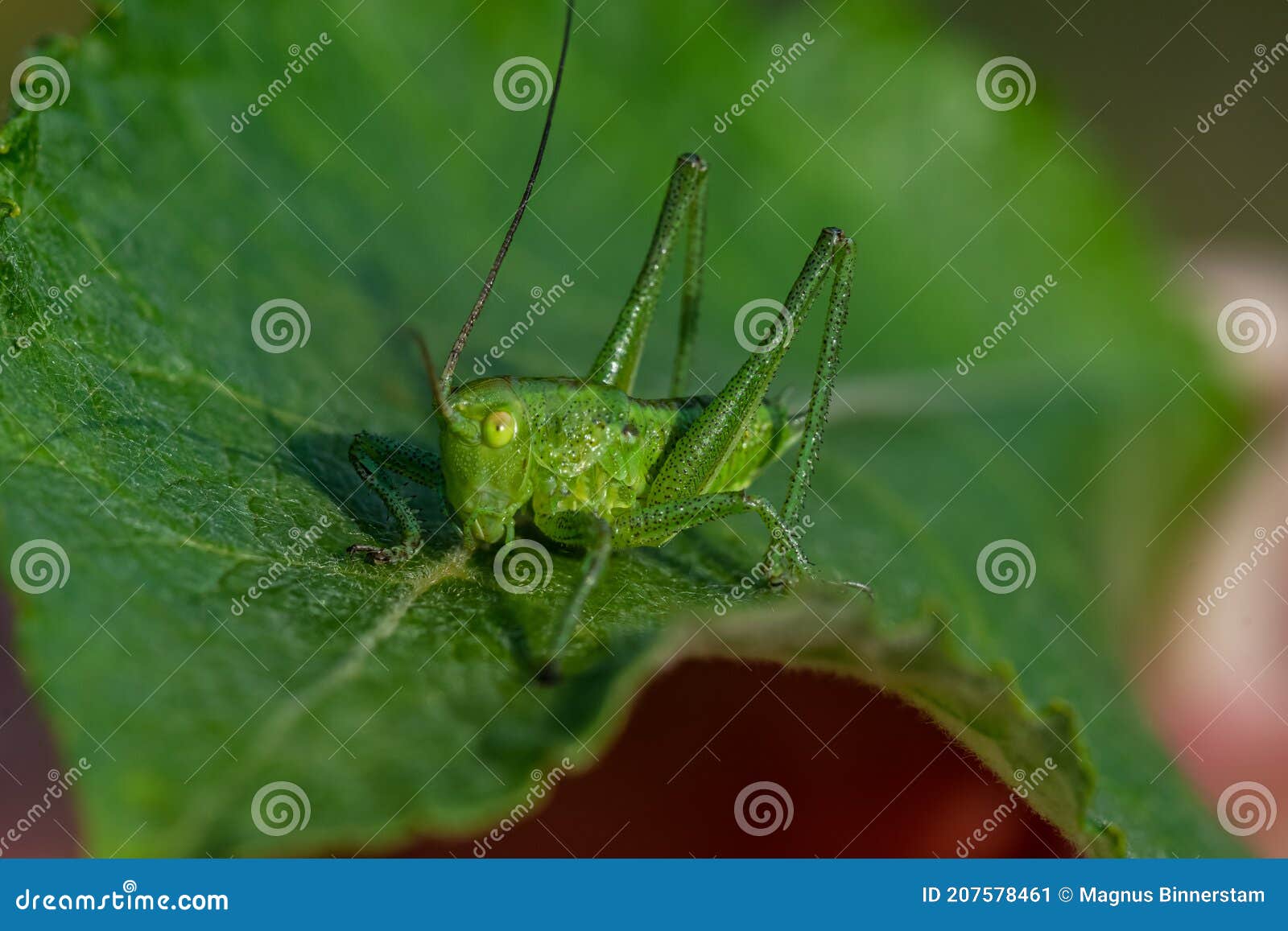 Green Wart Biter Sitting on a Leaf in Sunlight Stock Image - Image of ...