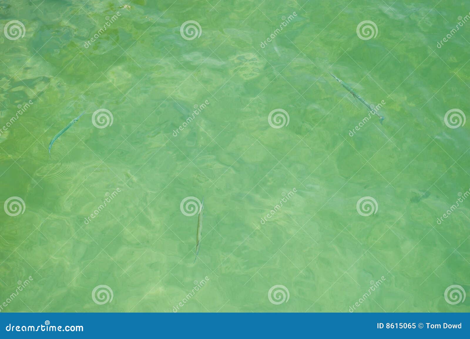 Green Water Background stock image. Image of textured - 8615065