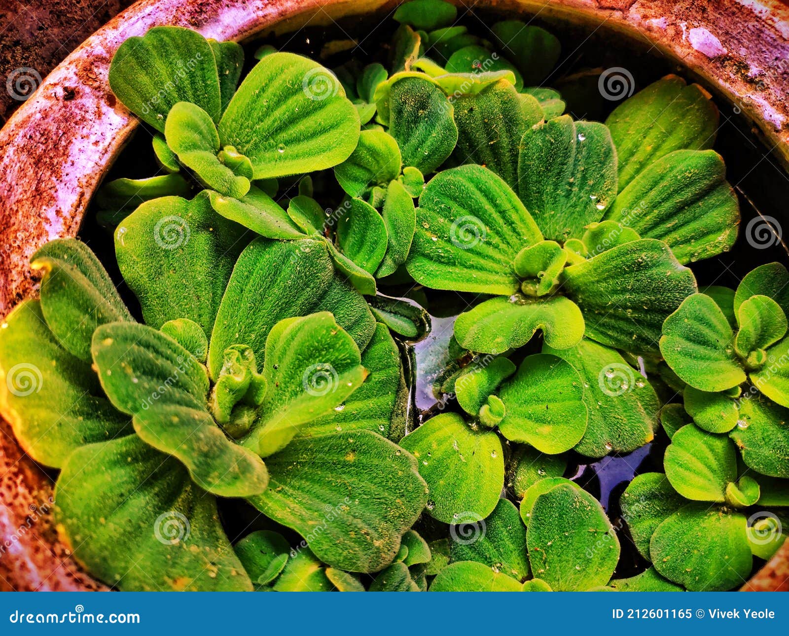 Green Water Cabej on Water in Pot Stock Image - Image of herb, flower ...