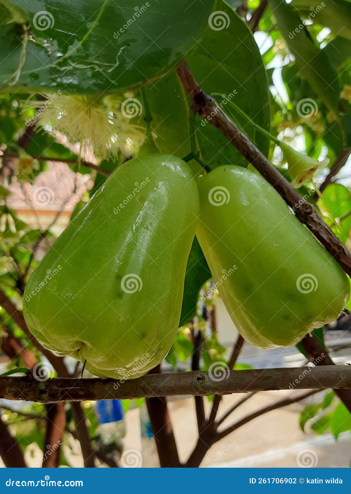 A Green Water Guava with Sweet Taste Stock Photo - Image of water ...