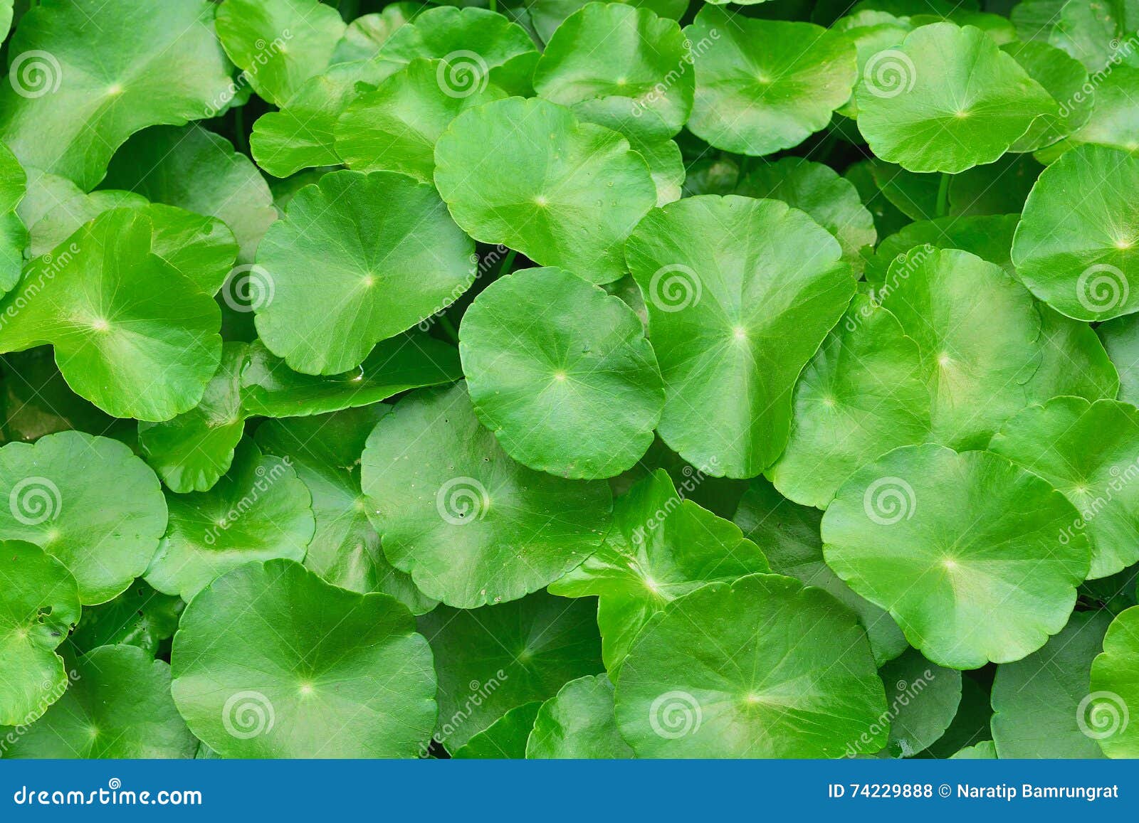Green Water Hyacinth Leaves Stock Photo - Image of eichhornia, flora ...