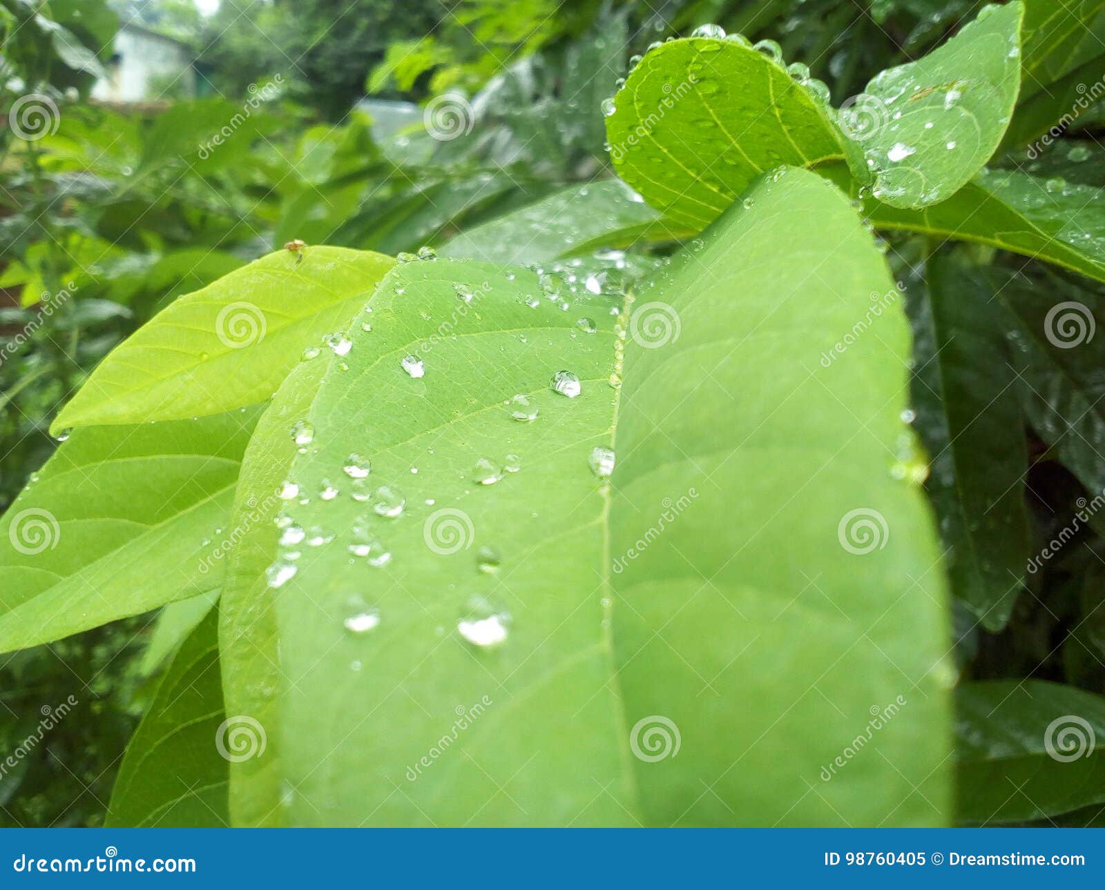 Green stock image. Image of leef, leaf, green, moisture - 98760405