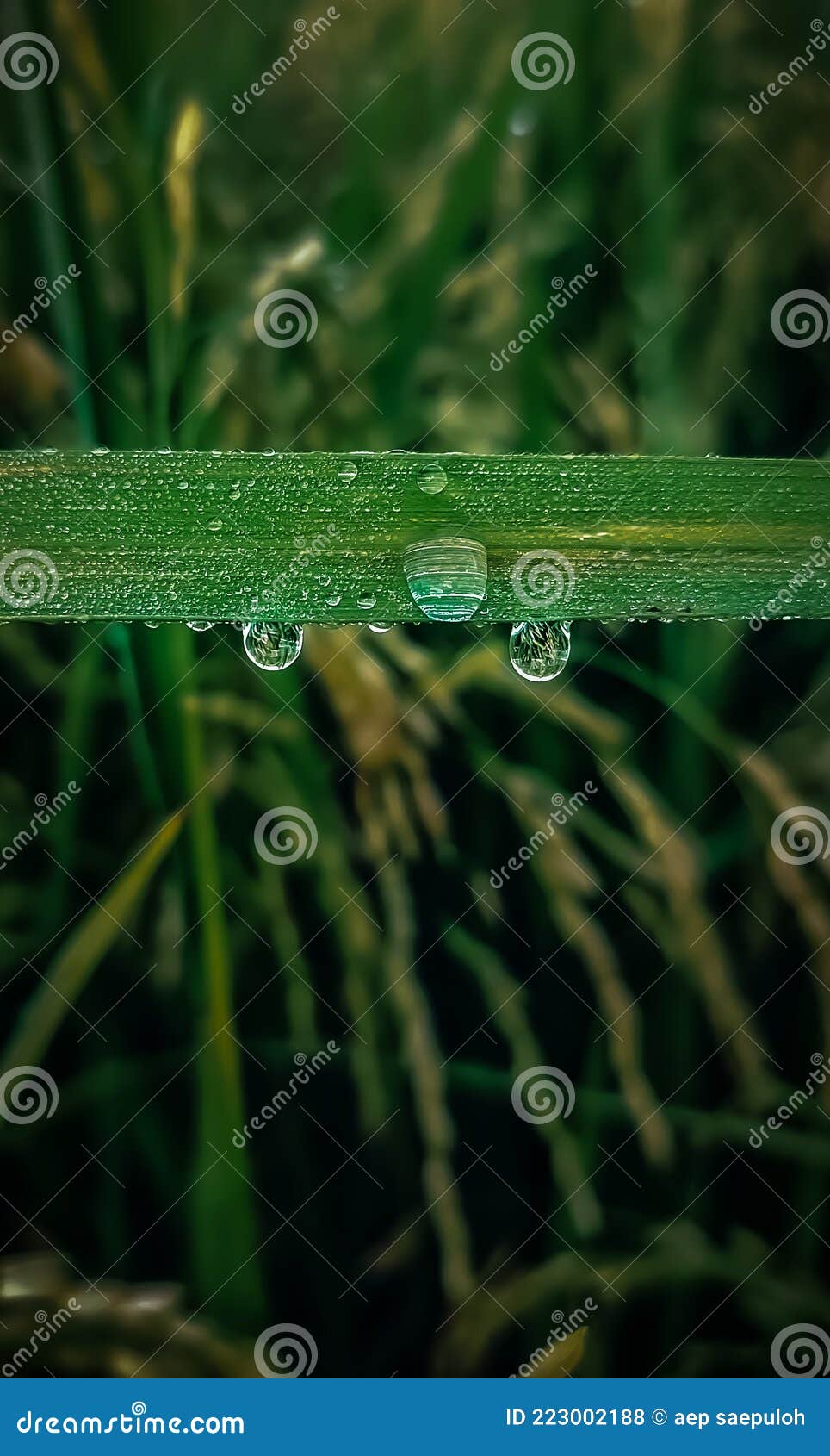 Green water tree stock photo. Image of leaf, green, frost - 223002188