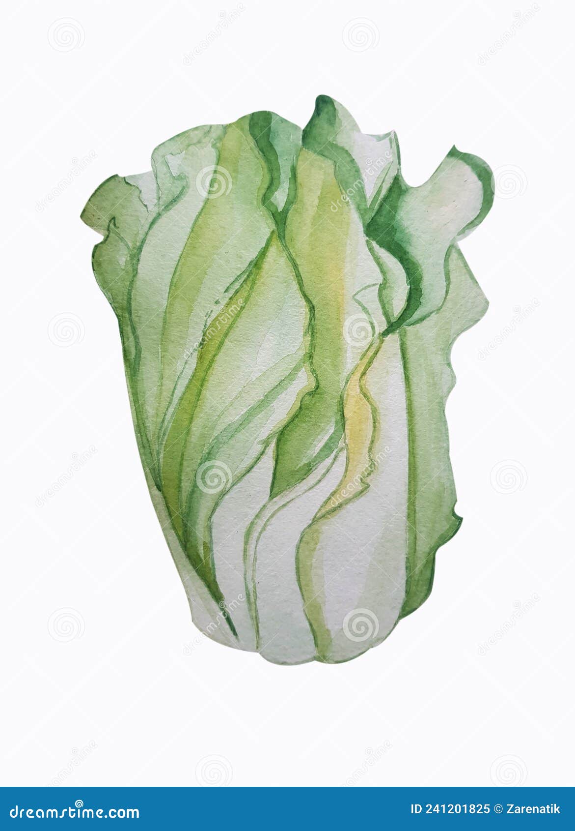Green Watercolor Cabbage Isolated on White Background Stock Image ...