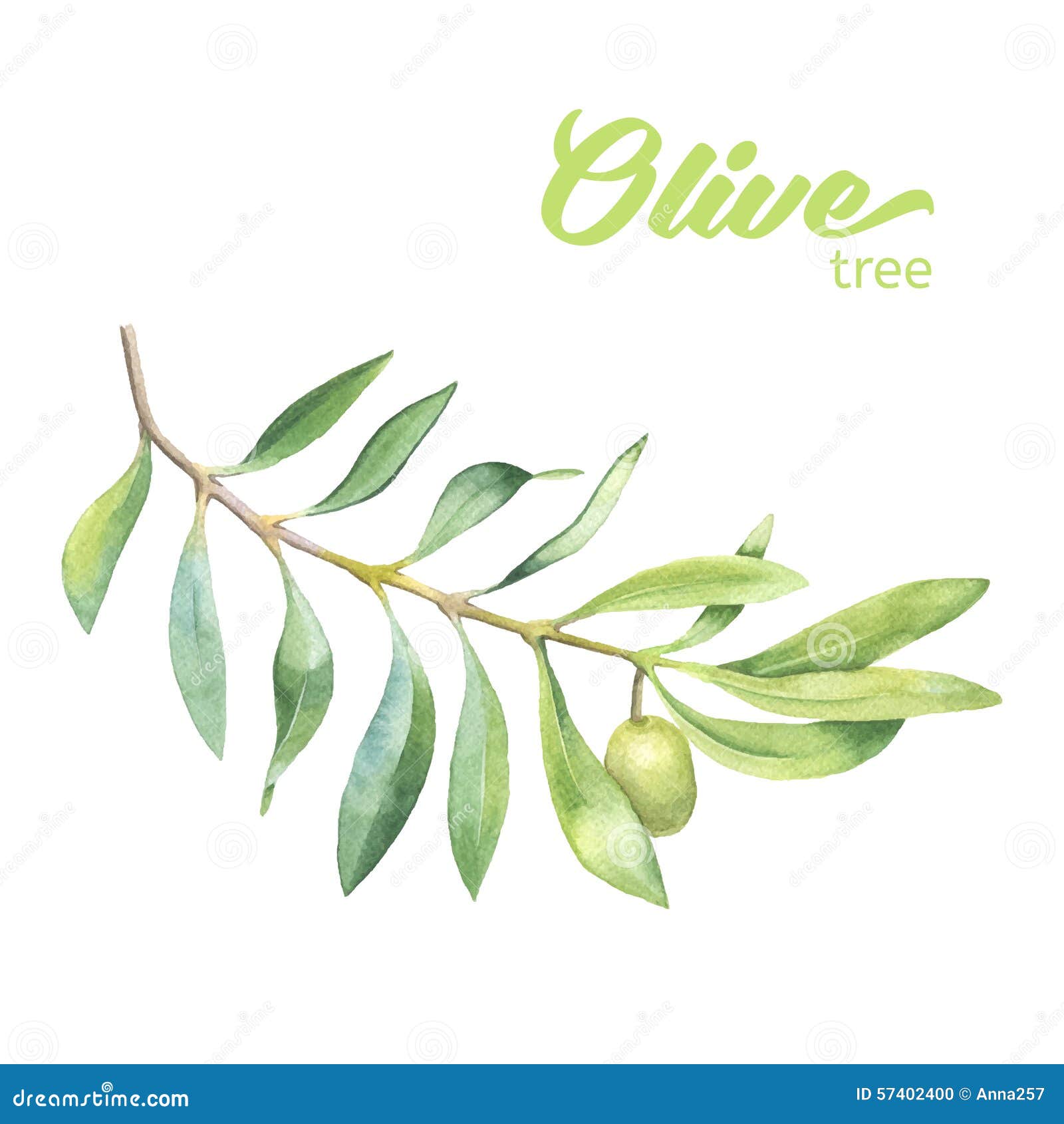 Green Watercolor Olive Branch Stock Vector - Illustration of painting ...