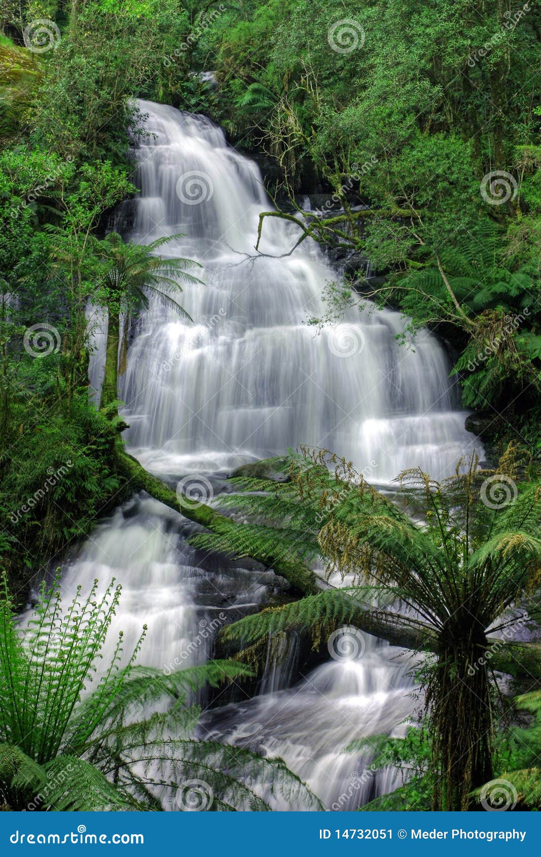 Green waterfall stock image. Image of leaf, australian - 14732051