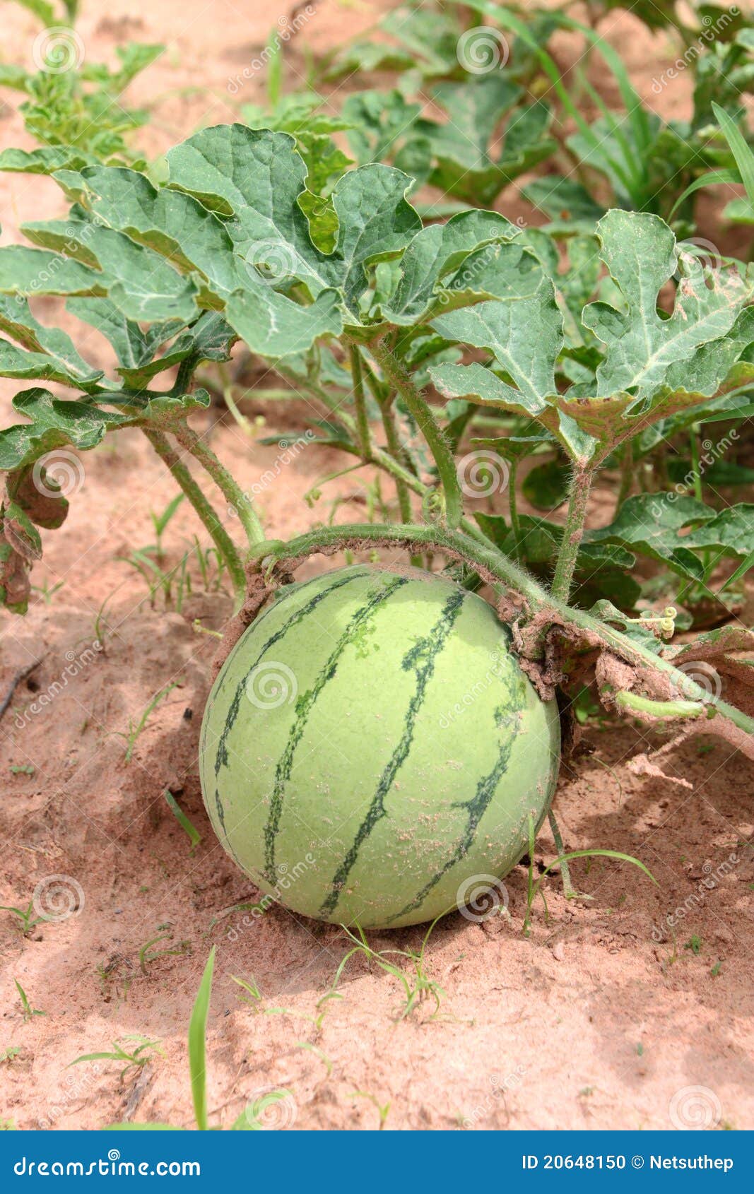 Green watermelon stock photo. Image of peace, ground - 20648150