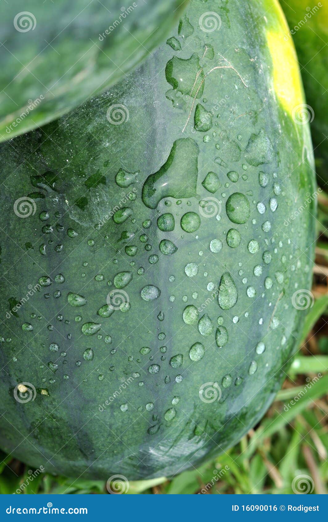 Green Watermelon Farm Drop stock photo. Image of green - 16090016