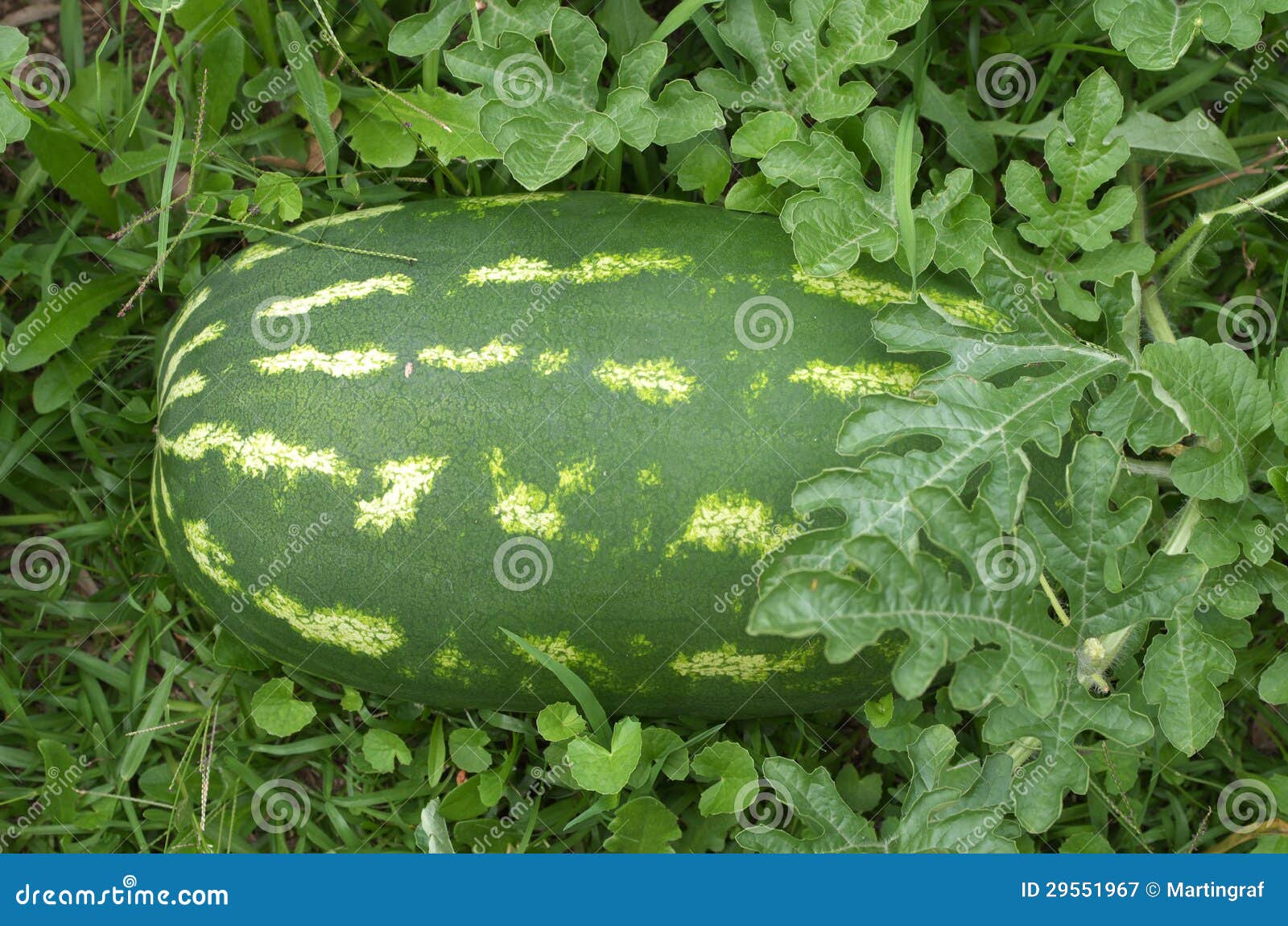 Green Watermelon in Garden Vegetable Cultivation Stock Image - Image of ...